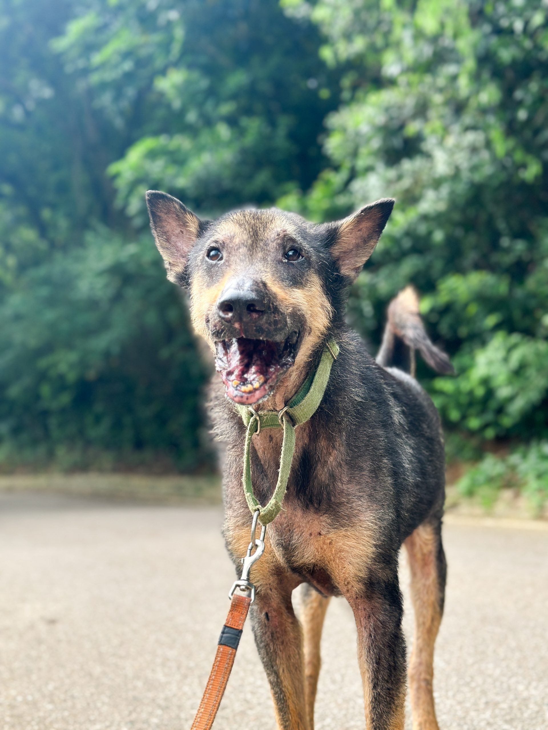 Tommy – Hong Kong Dog Rescue