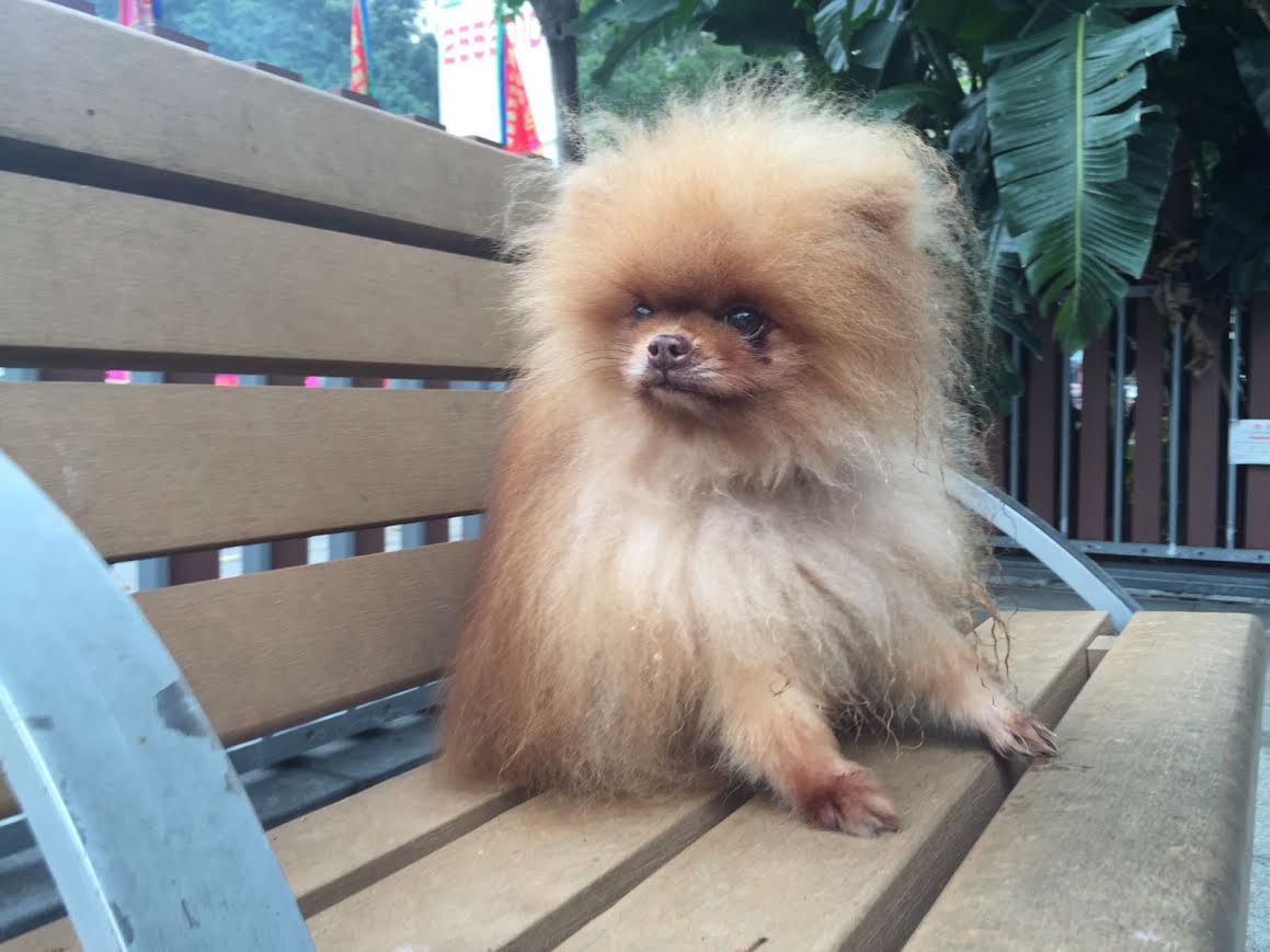 Puffy – Hong Kong Dog Rescue
