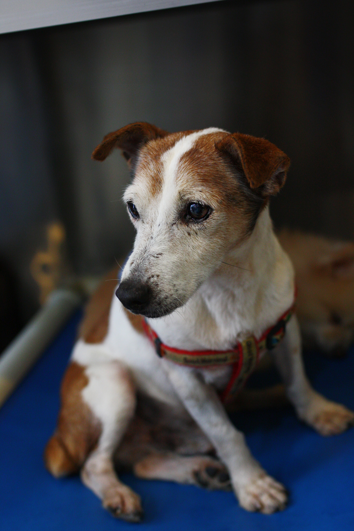 muggle – Hong Kong Dog Rescue