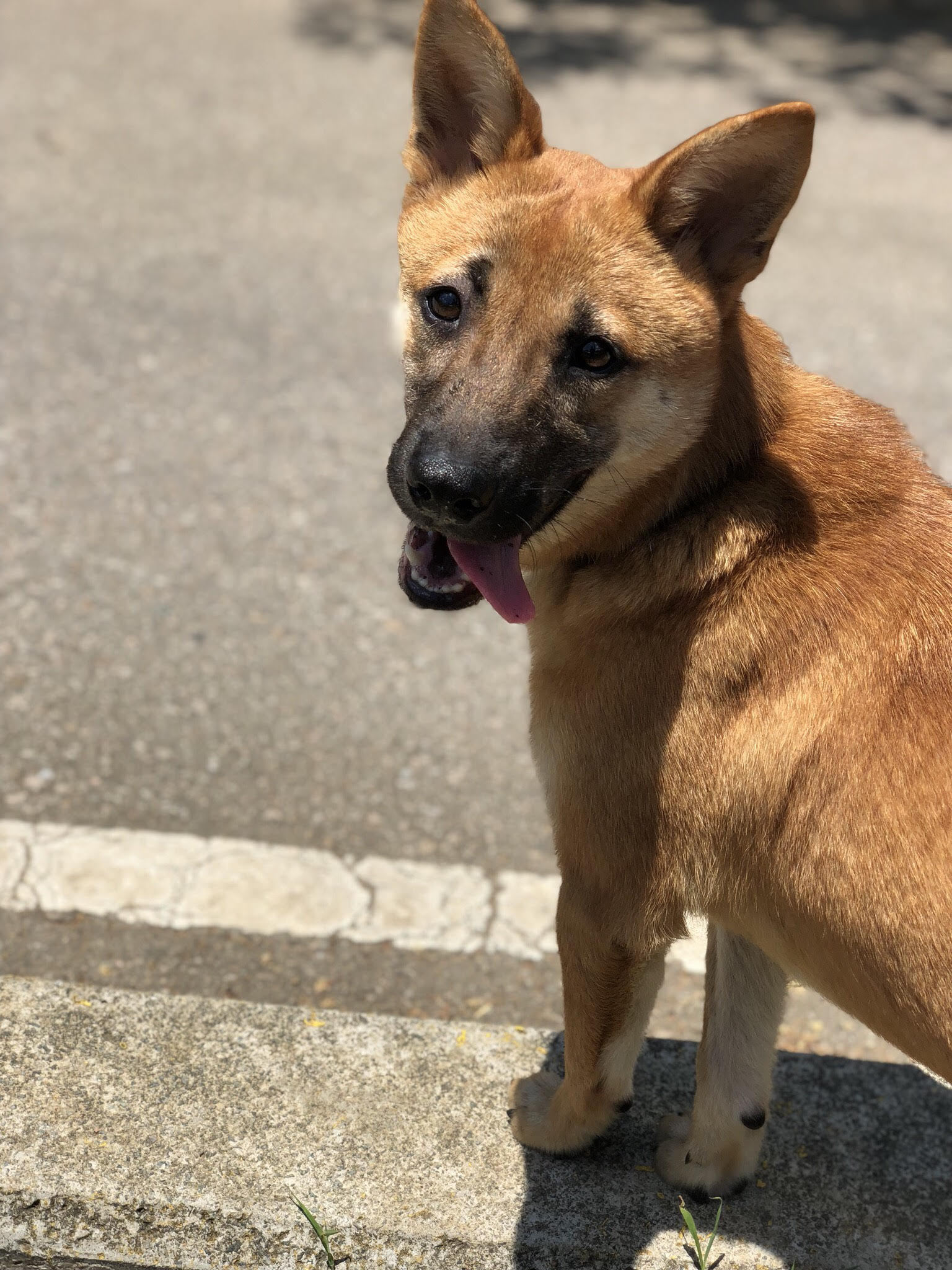 Melba – Hong Kong Dog Rescue