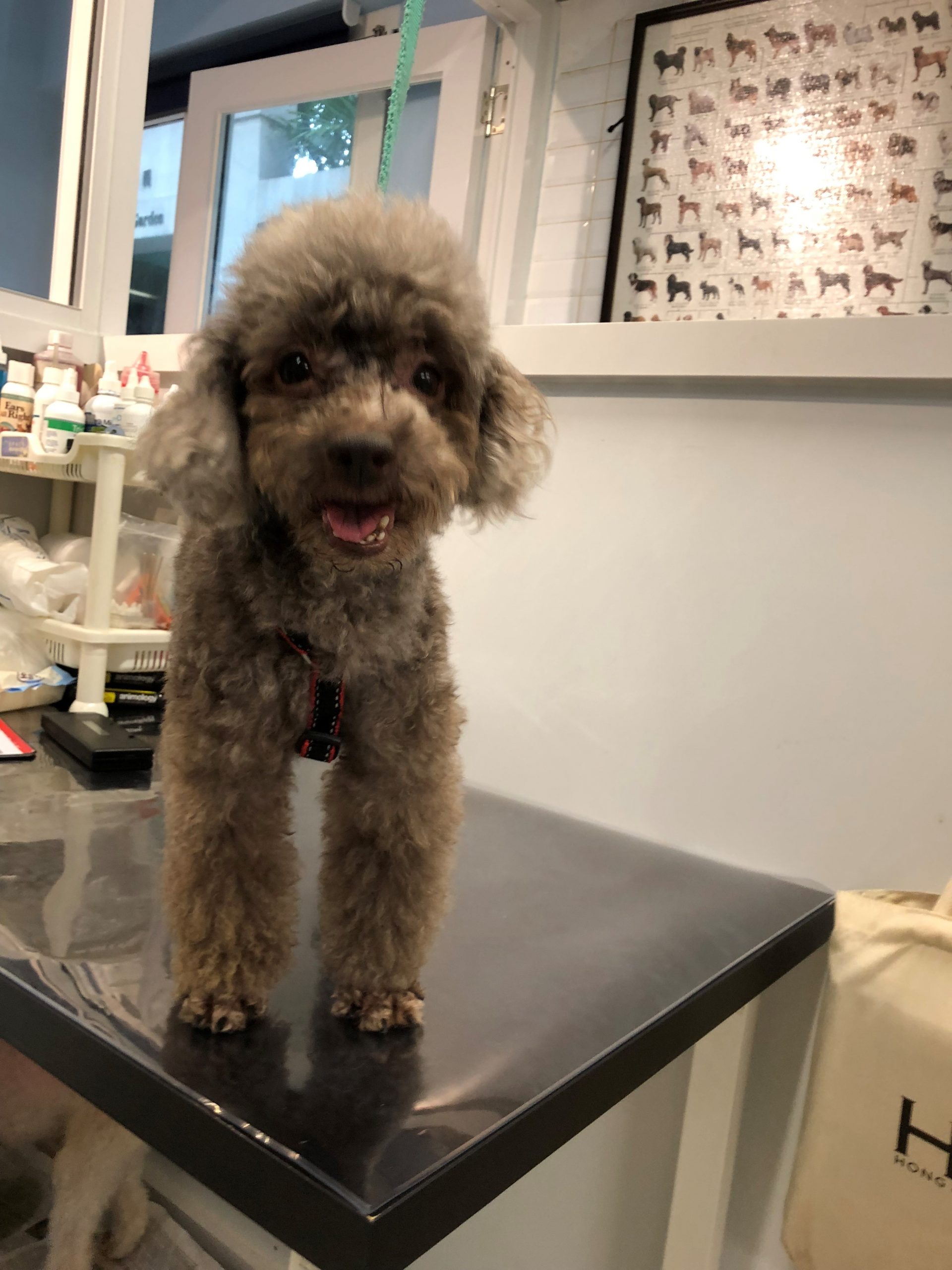 Turnip – Hong Kong Dog Rescue