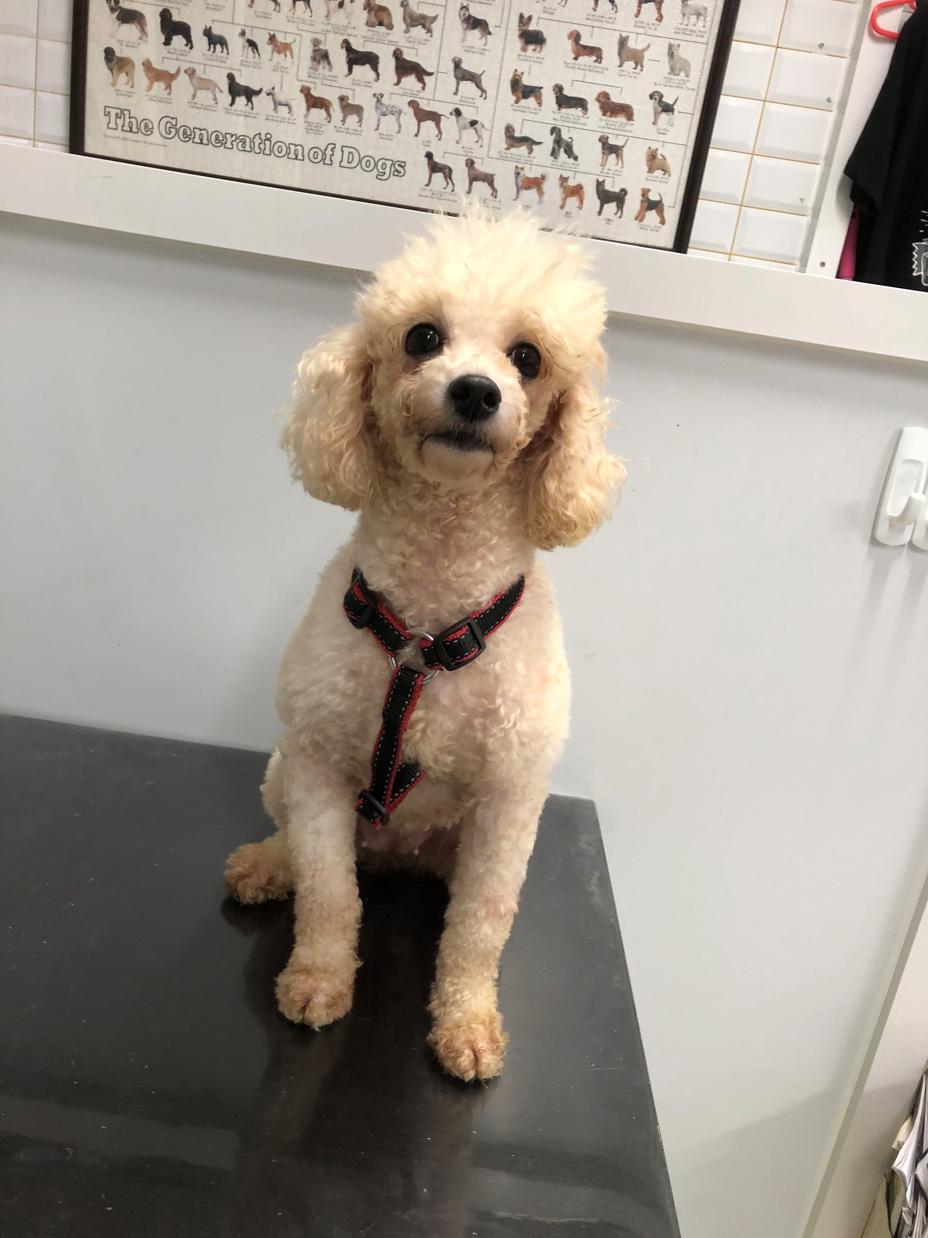 Yoko – Hong Kong Dog Rescue