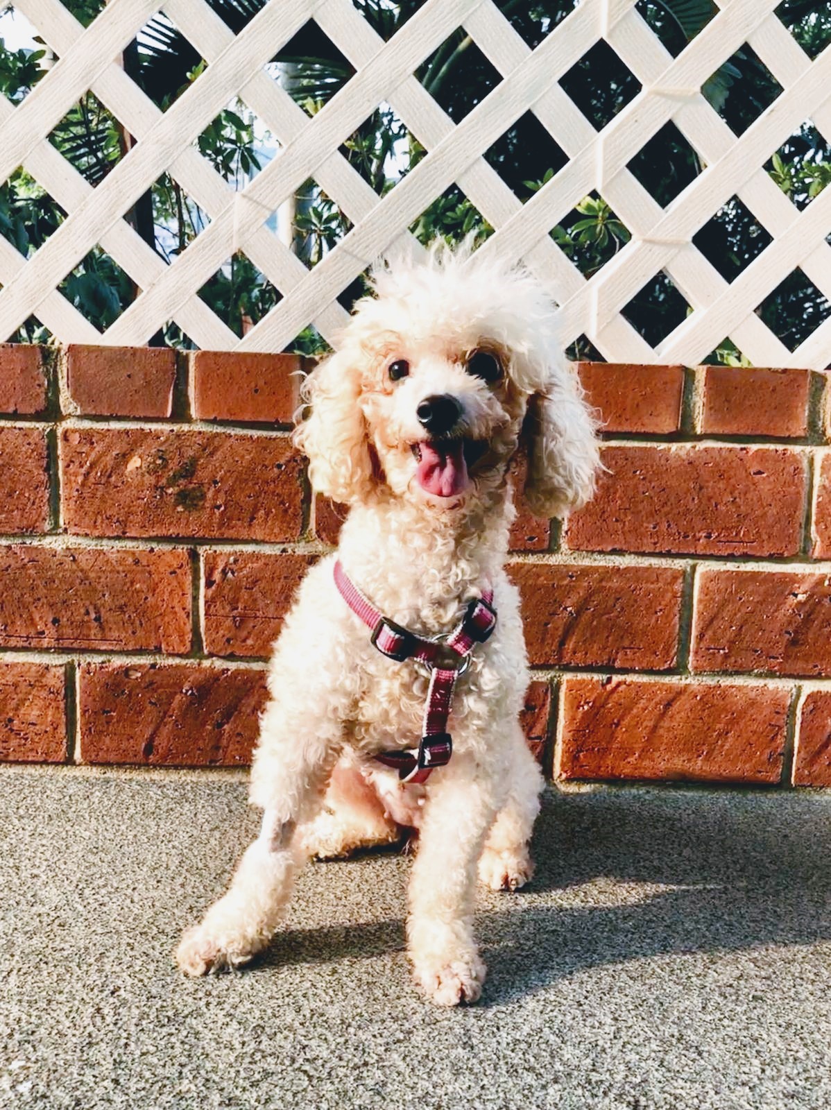 Yoko1 – Hong Kong Dog Rescue