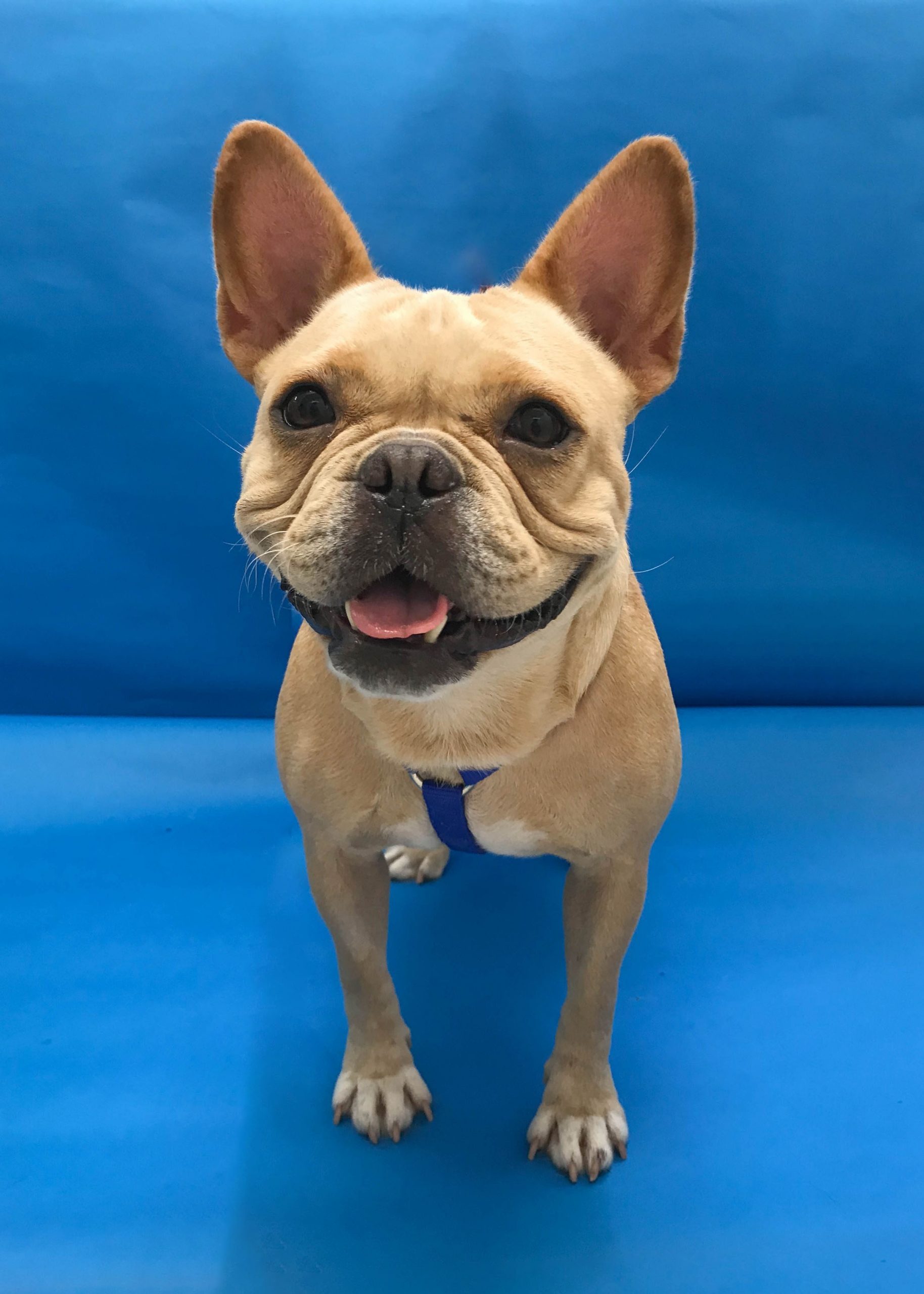 Peppa2 – Hong Kong Dog Rescue