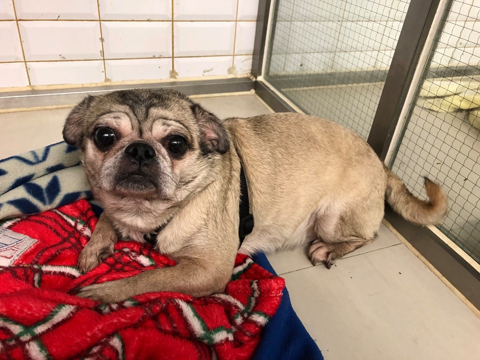 Twiglet1 – Hong Kong Dog Rescue