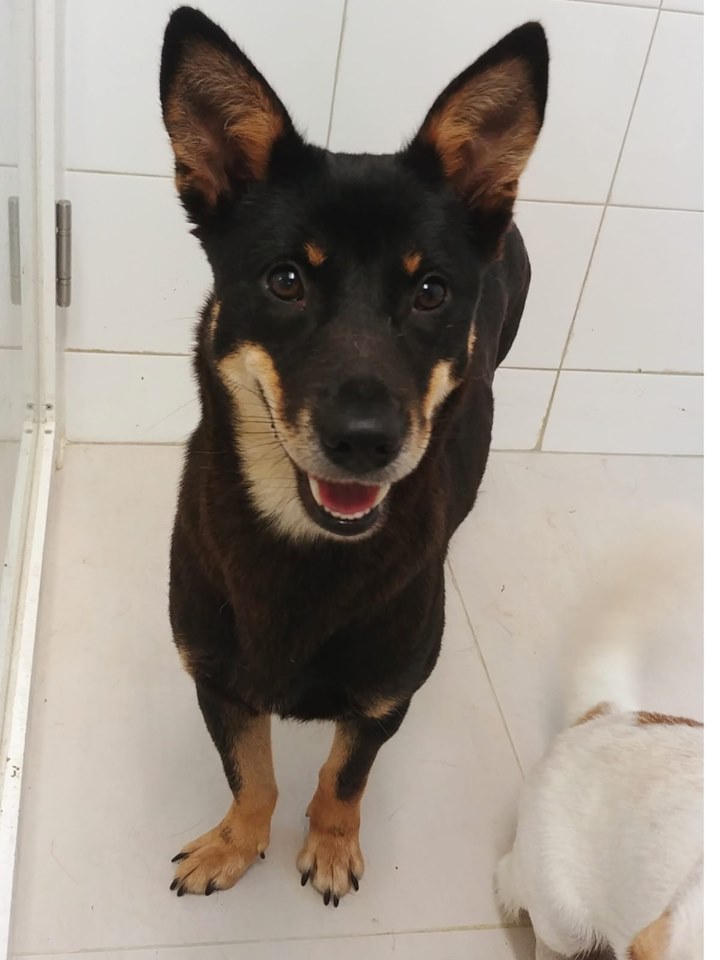 Maple – Hong Kong Dog Rescue