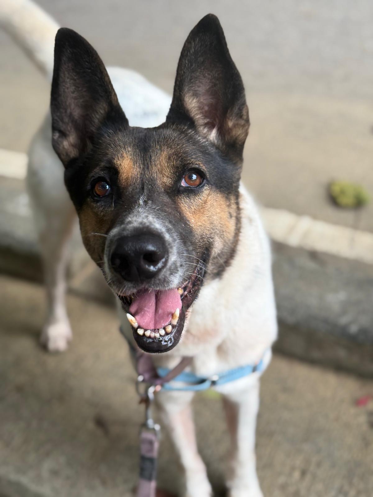 Pansy – Hong Kong Dog Rescue