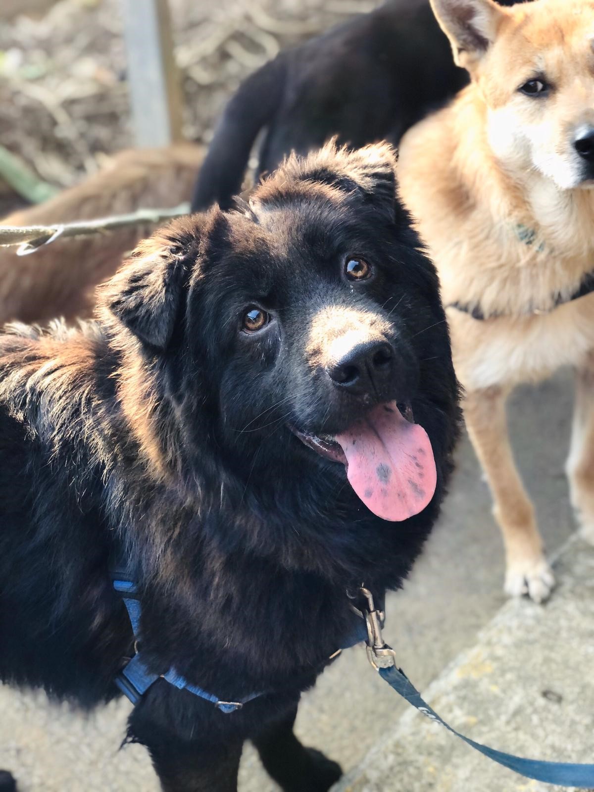 Star – Hong Kong Dog Rescue