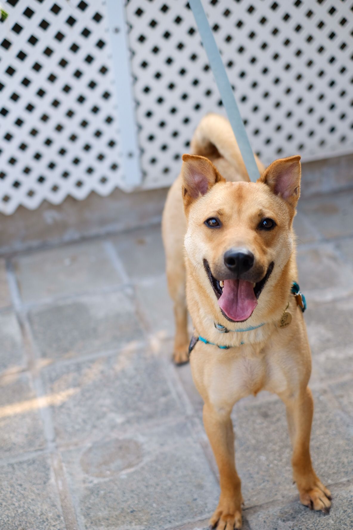 Ned – Hong Kong Dog Rescue