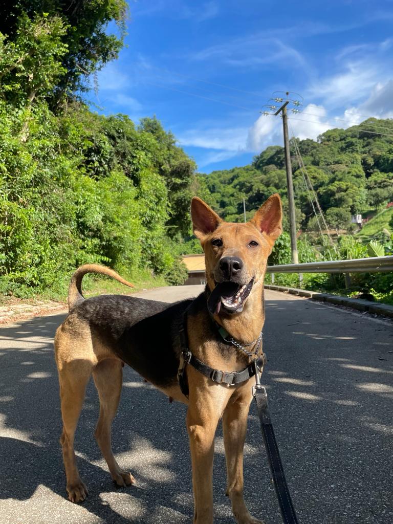 Poppy – Hong Kong Dog Rescue