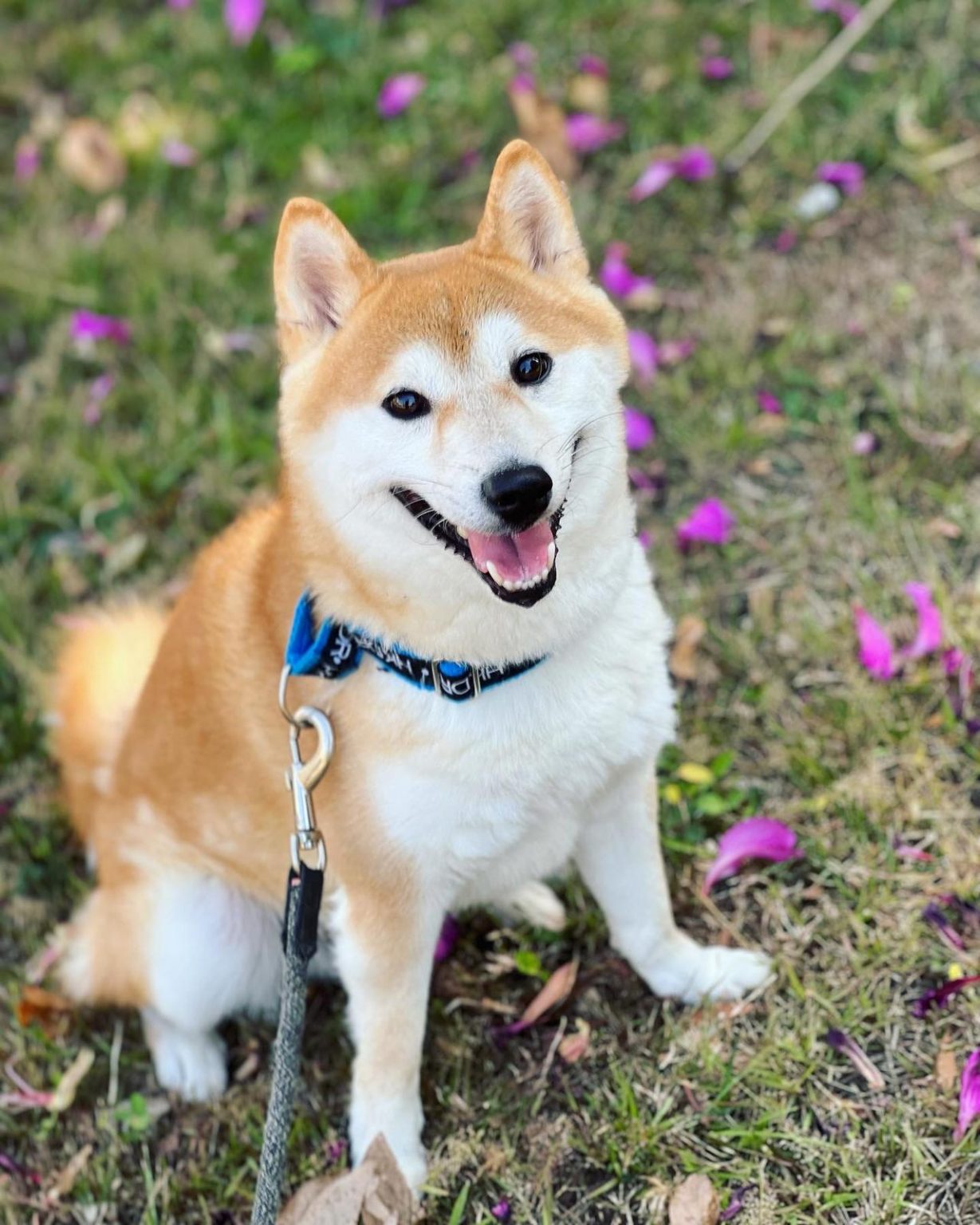 Goji – Hong Kong Dog Rescue