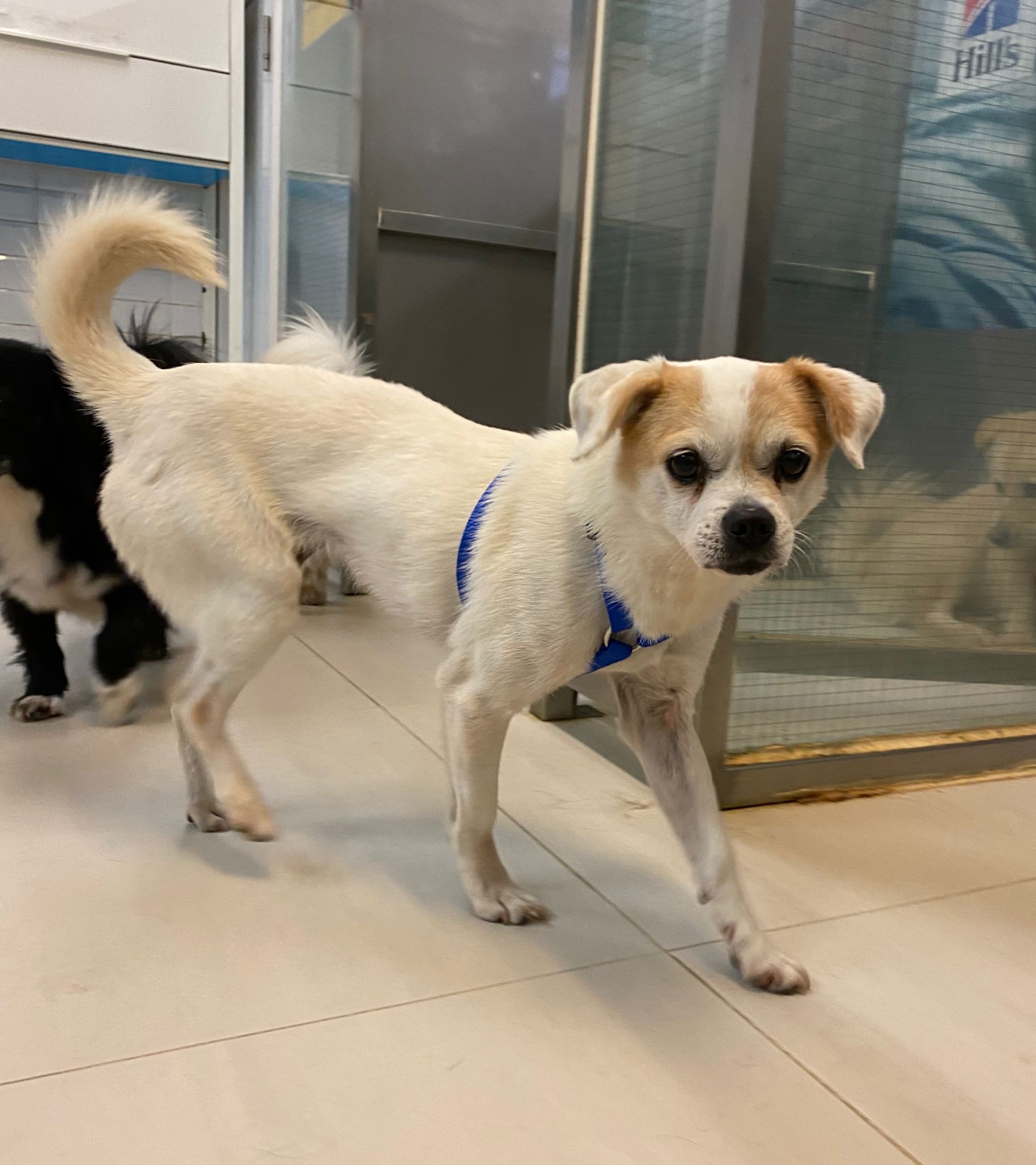 Brandy – Hong Kong Dog Rescue
