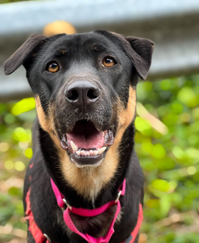 Sarah – Hong Kong Dog Rescue