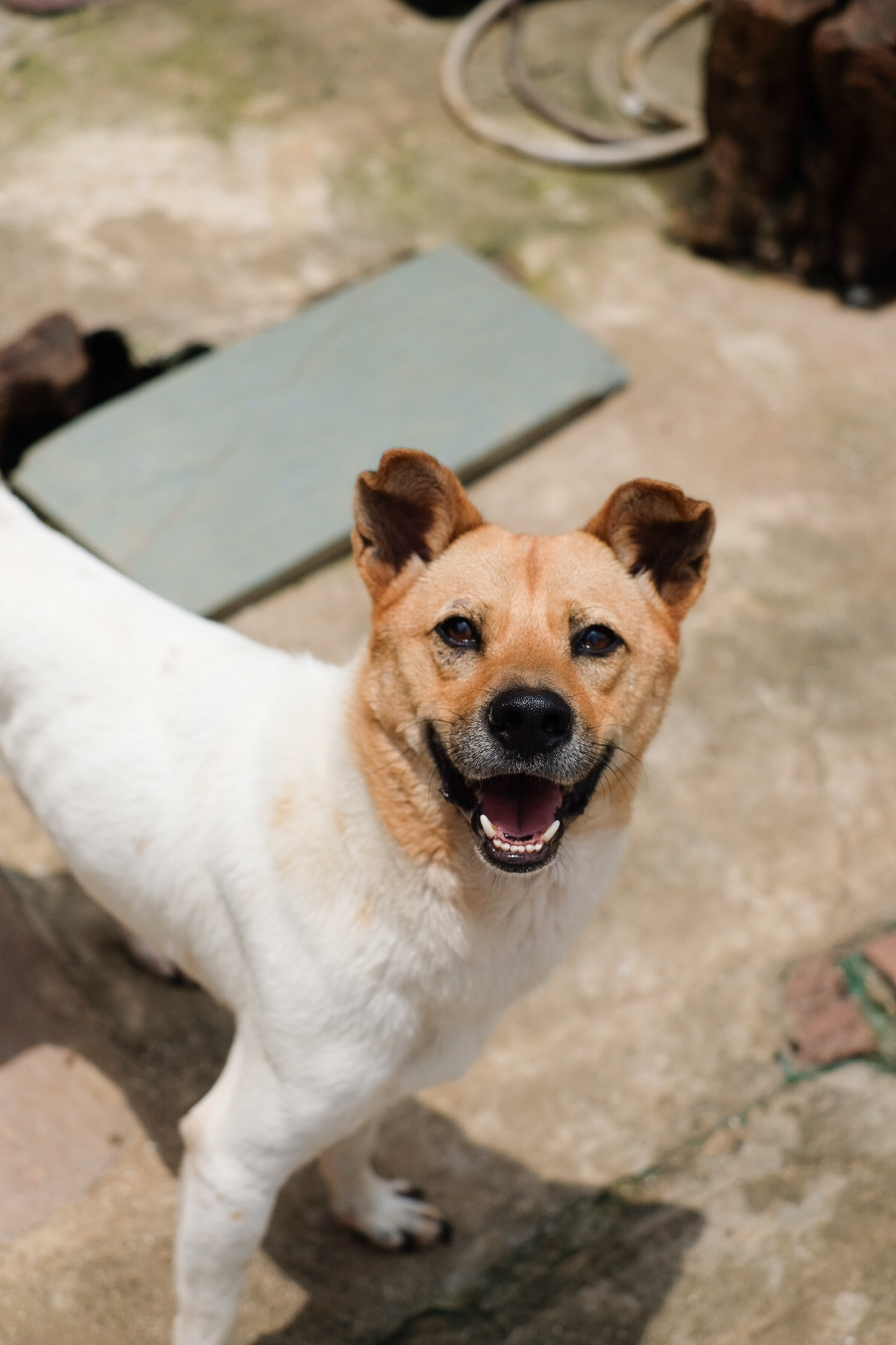Albert – Hong Kong Dog Rescue