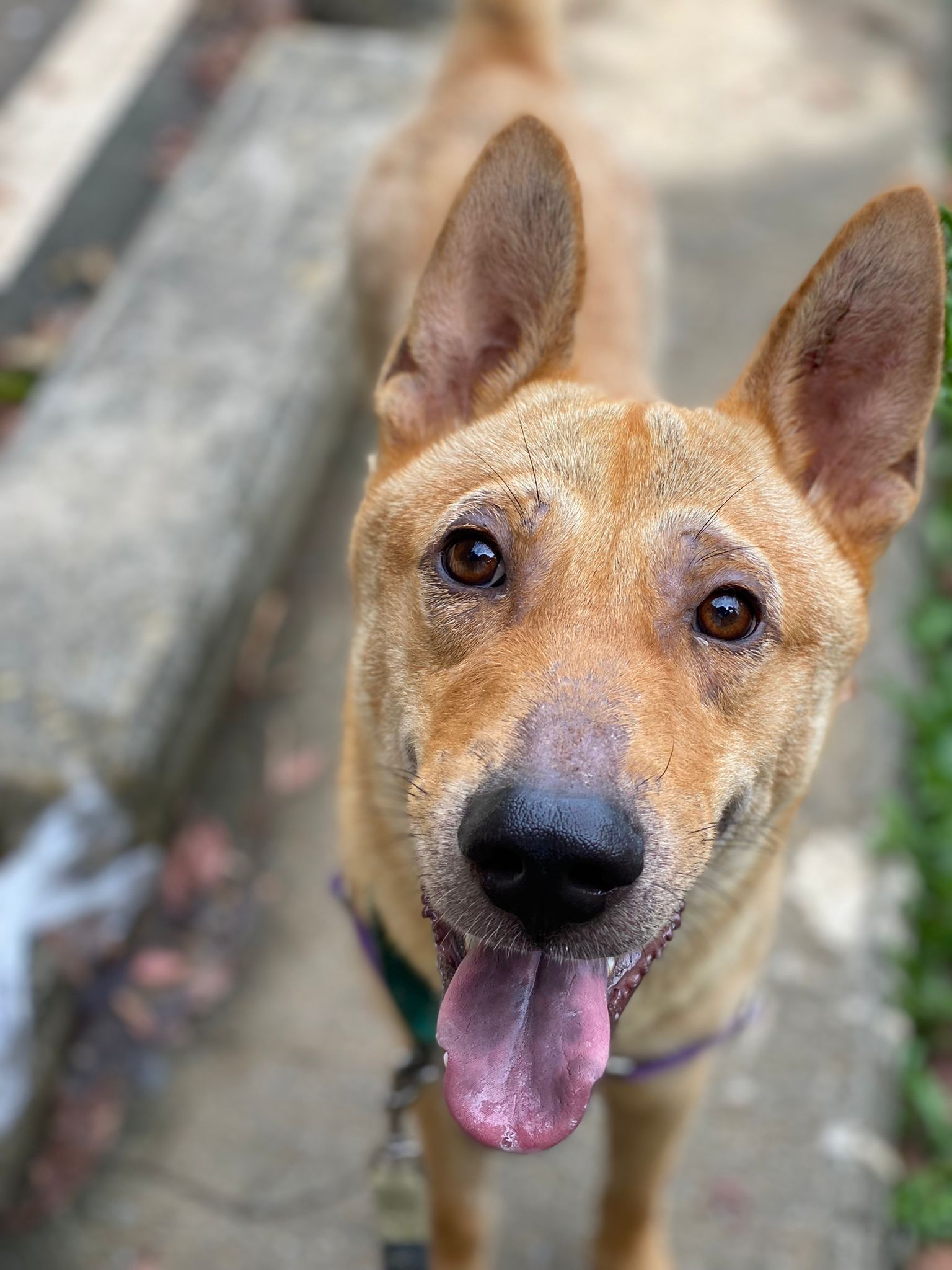 Jax – Hong Kong Dog Rescue