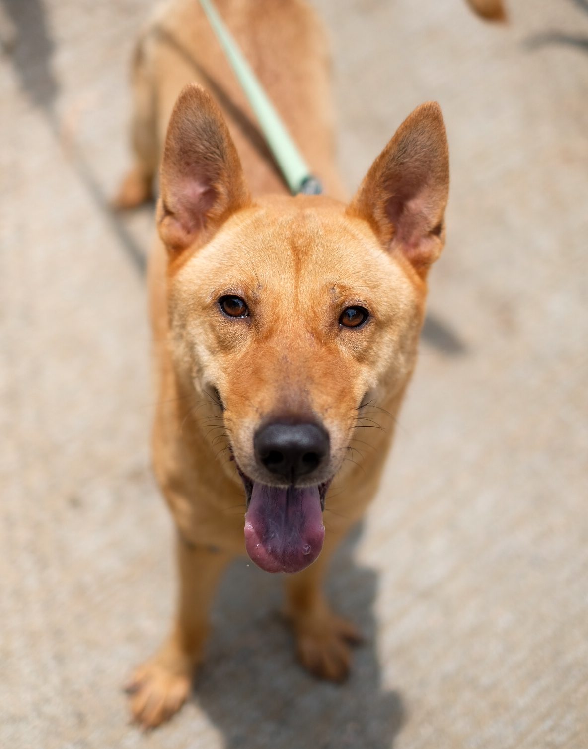 Jax – Hong Kong Dog Rescue