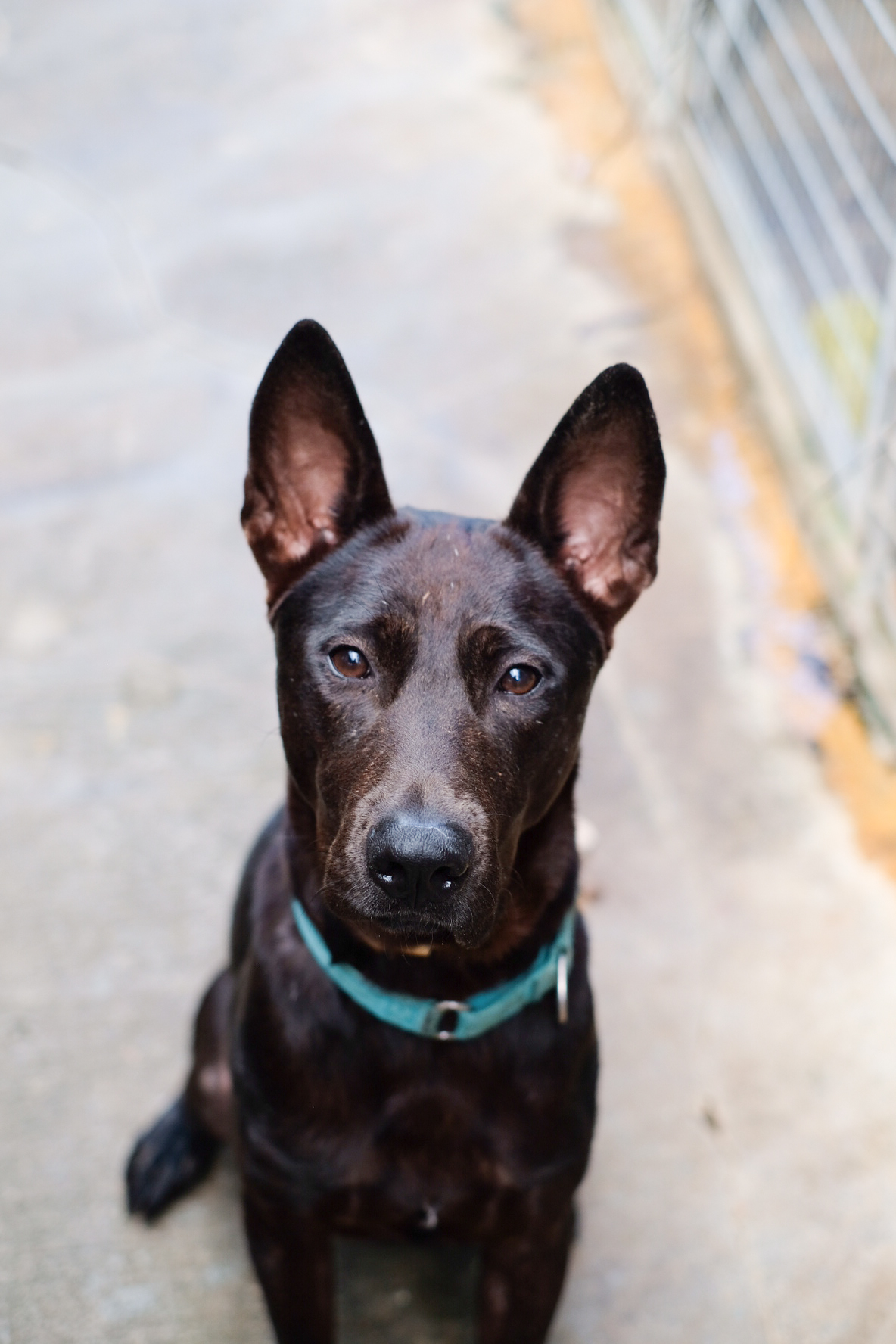 Duke – Hong Kong Dog Rescue