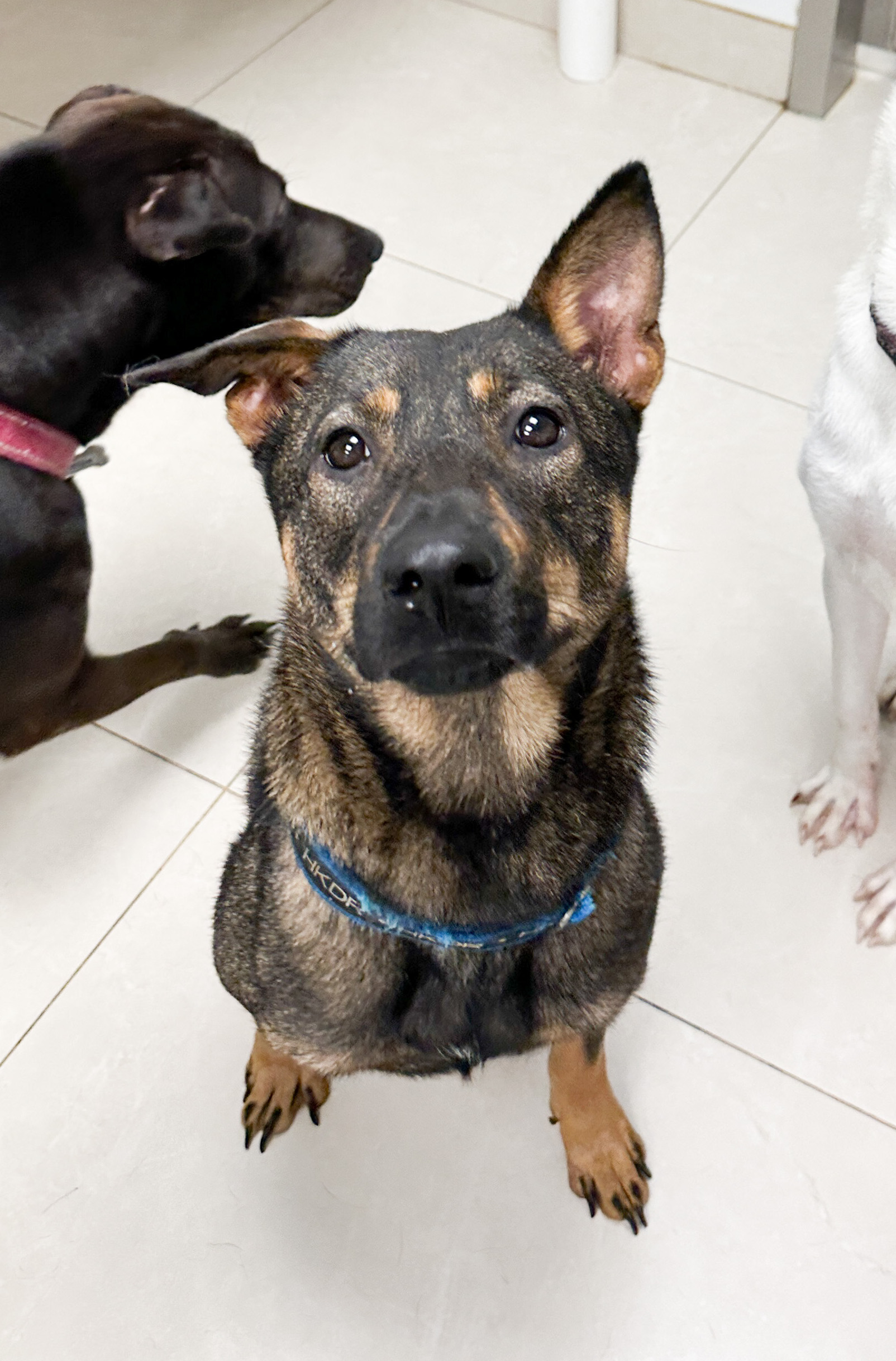 Yasmin – Hong Kong Dog Rescue