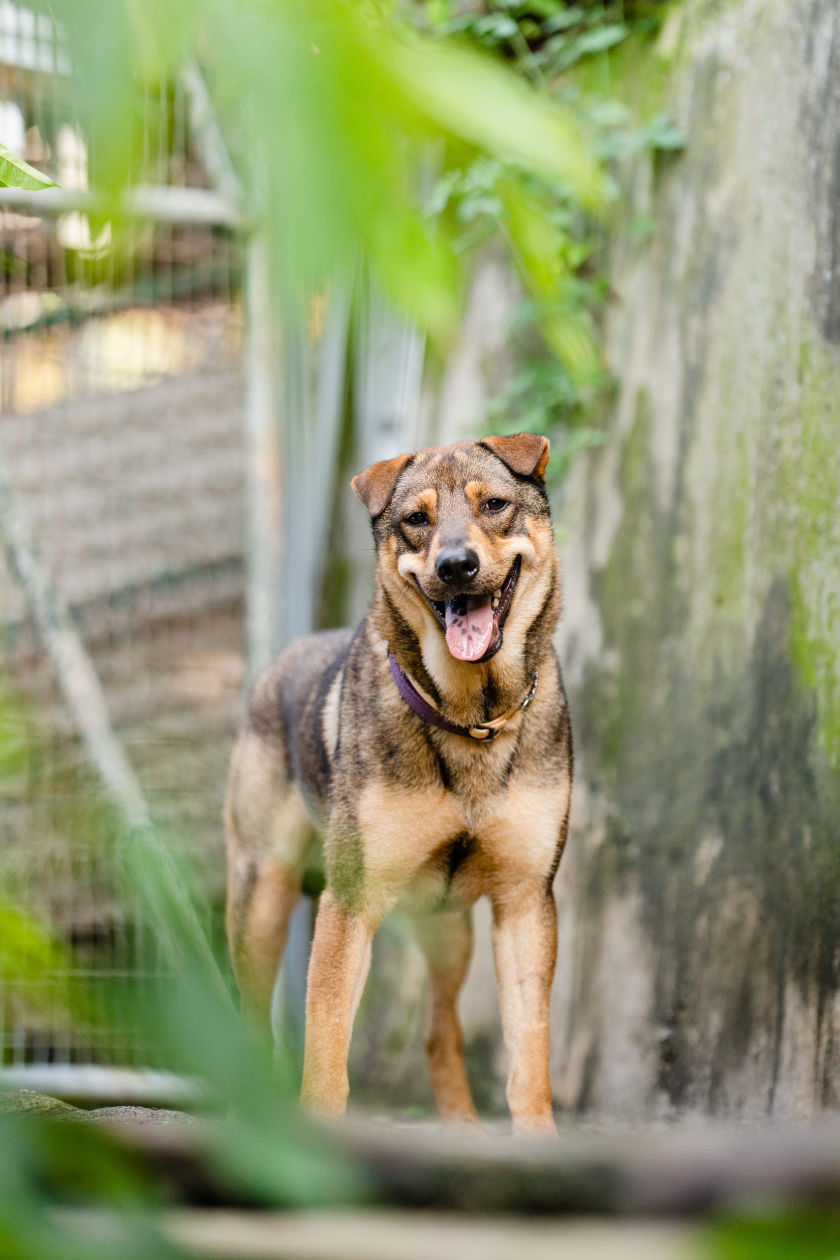 Yuri – Hong Kong Dog Rescue