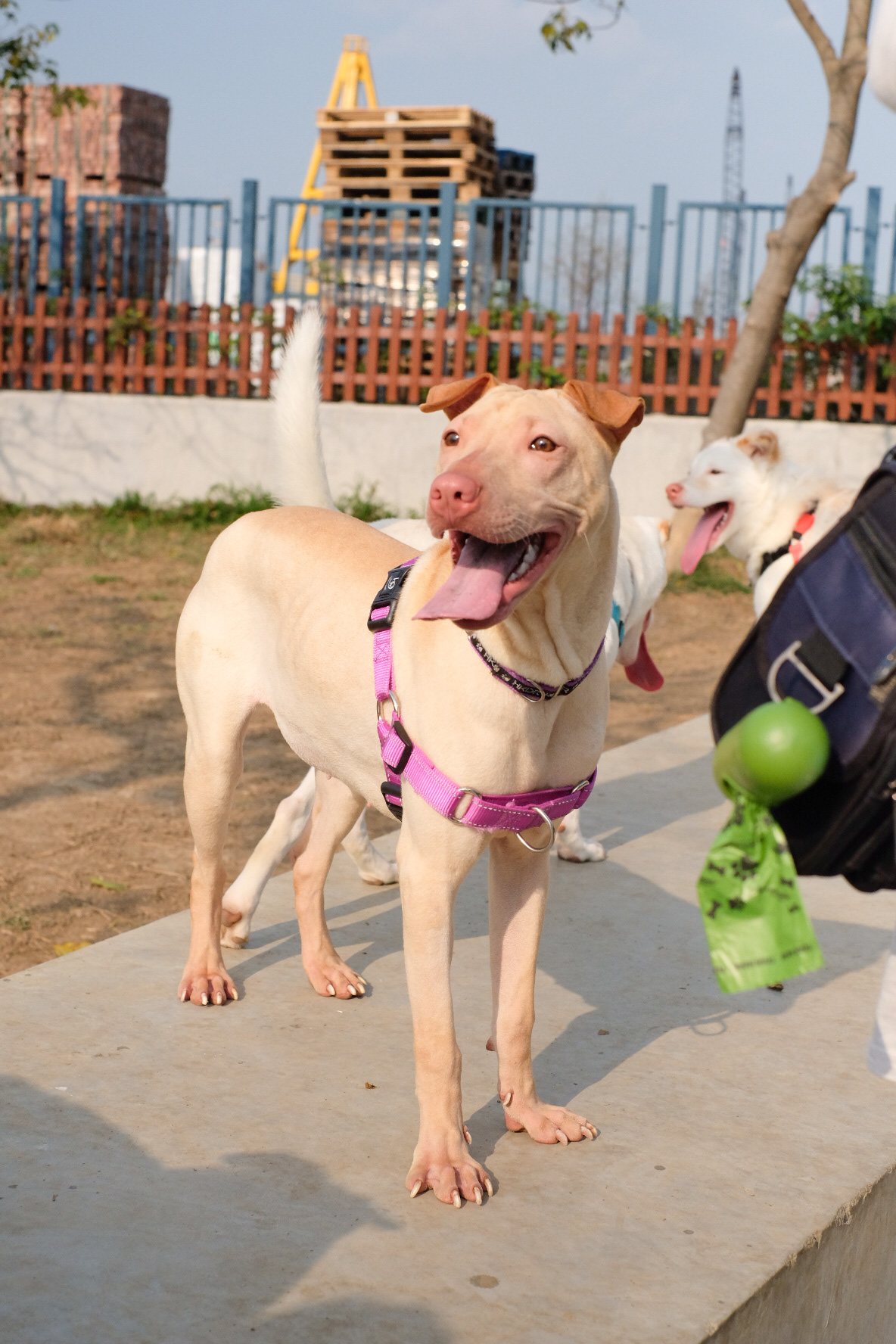 Cairo – Hong Kong Dog Rescue