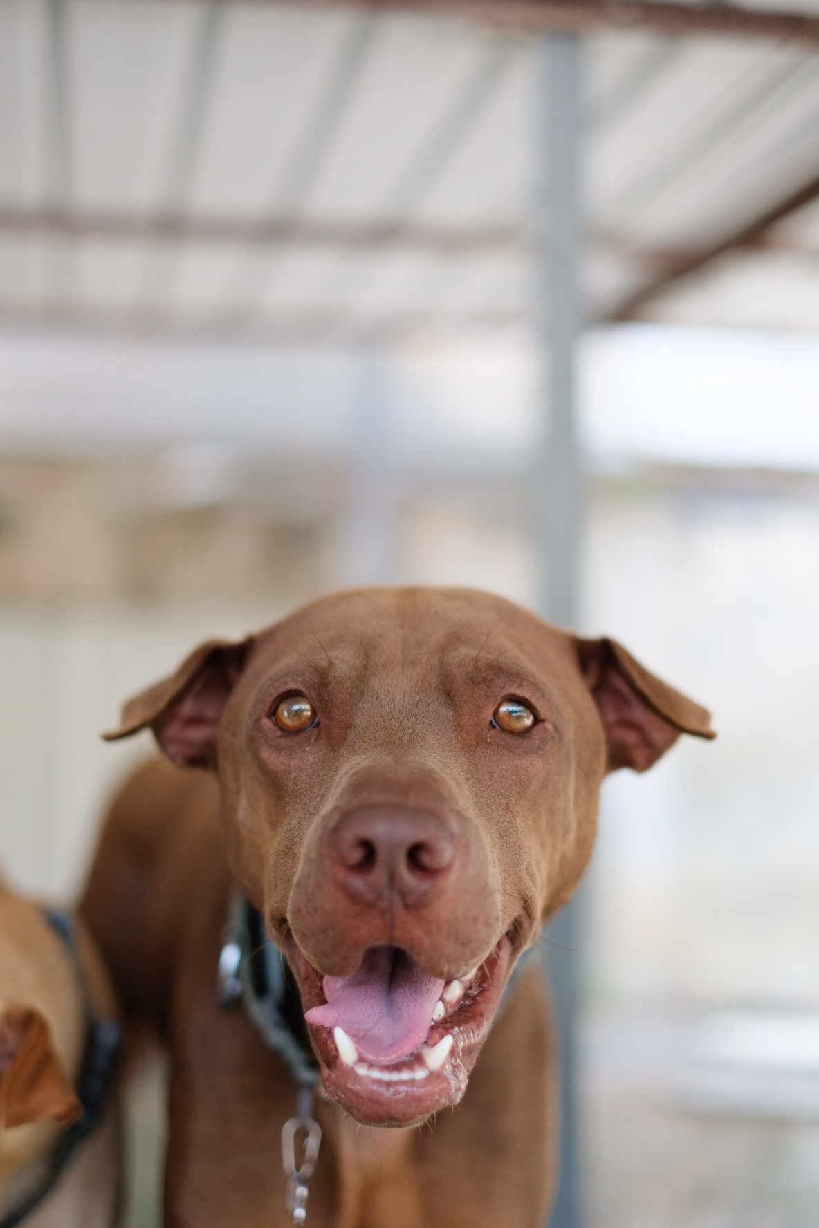 Callum – Hong Kong Dog Rescue