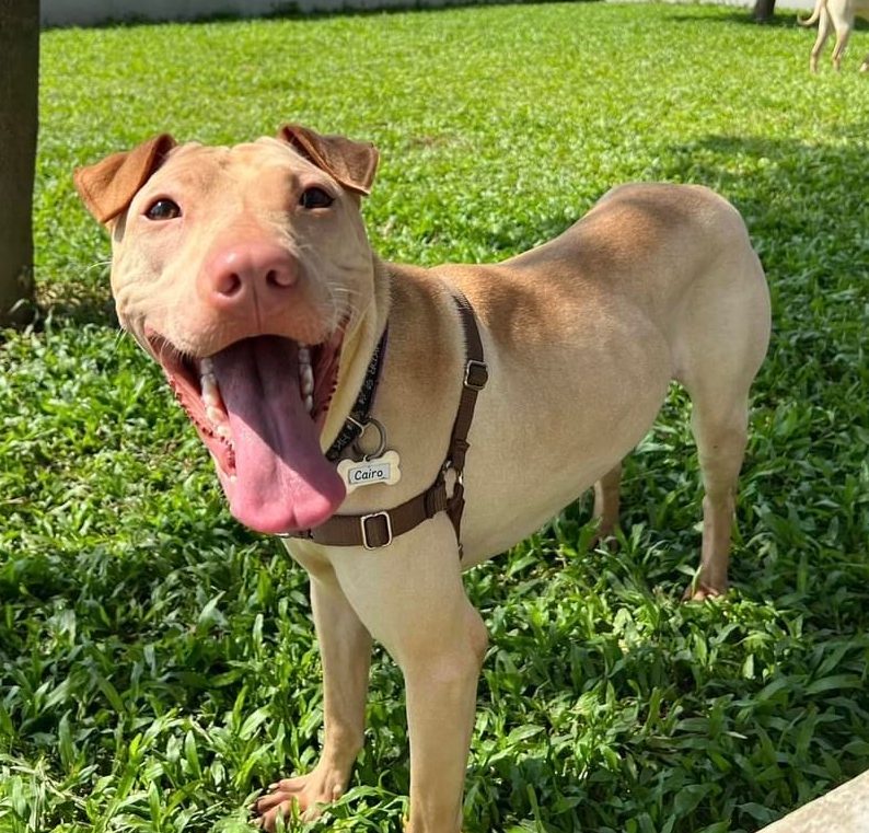 Cairo – Hong Kong Dog Rescue