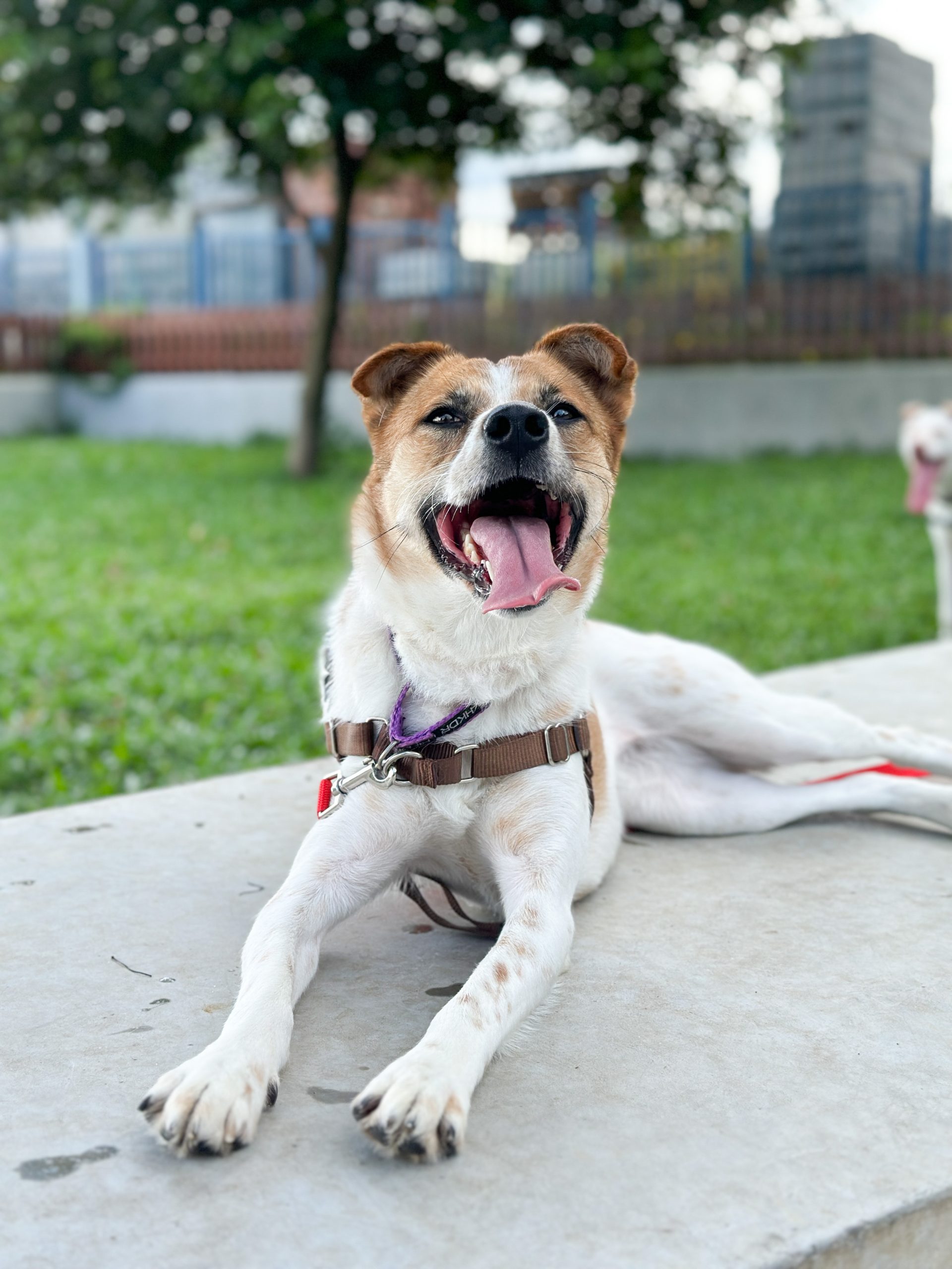 Hetty – Hong Kong Dog Rescue