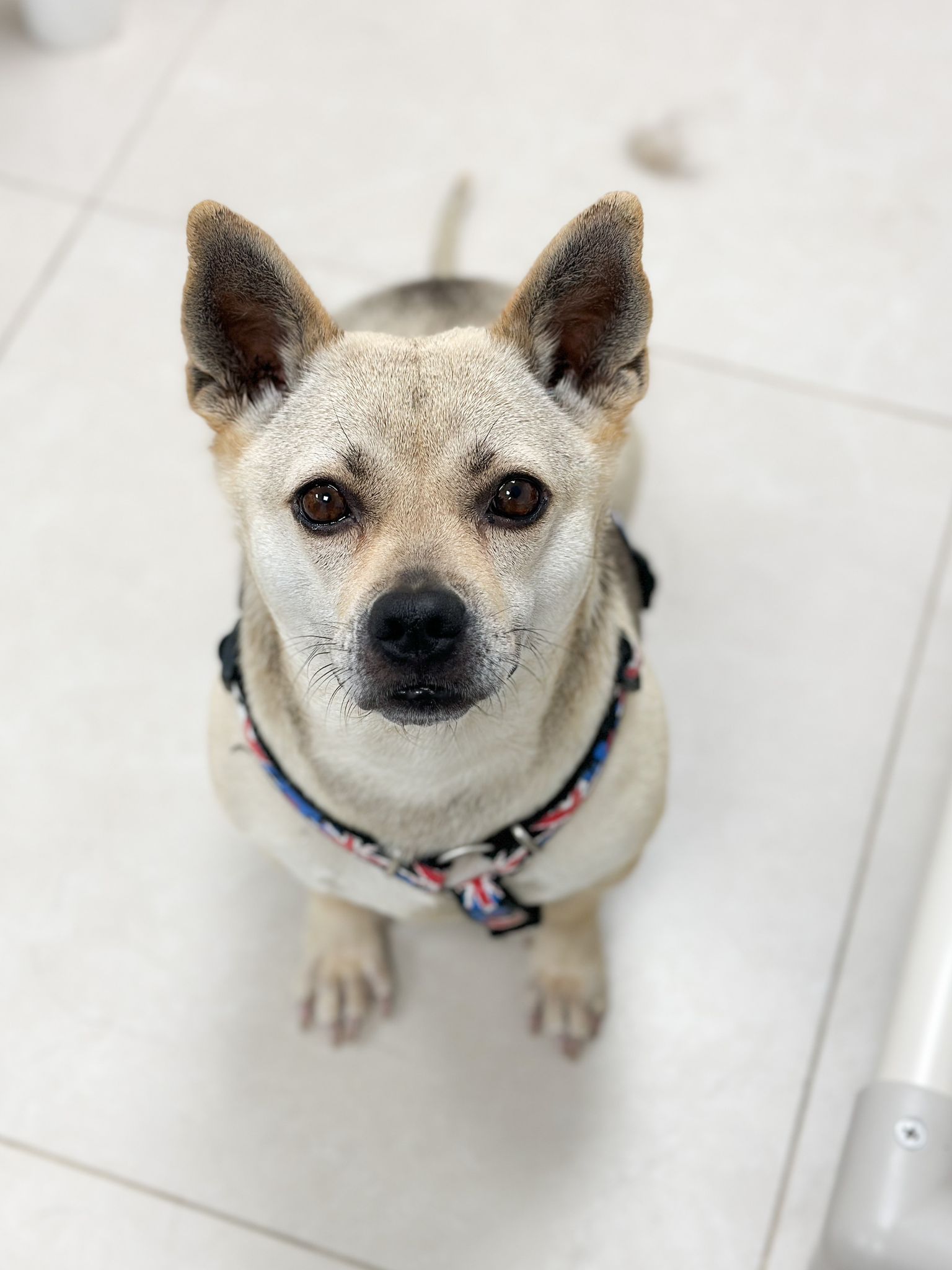 Erin – Hong Kong Dog Rescue