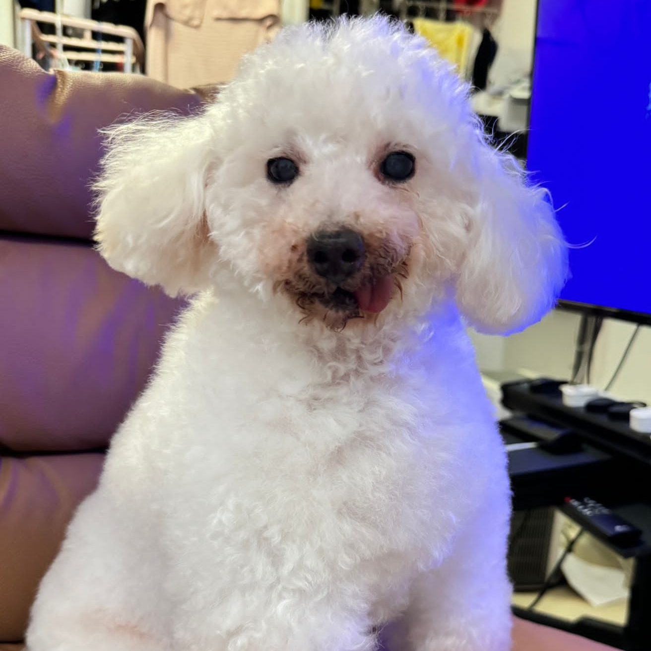 Dougal – Hong Kong Dog Rescue