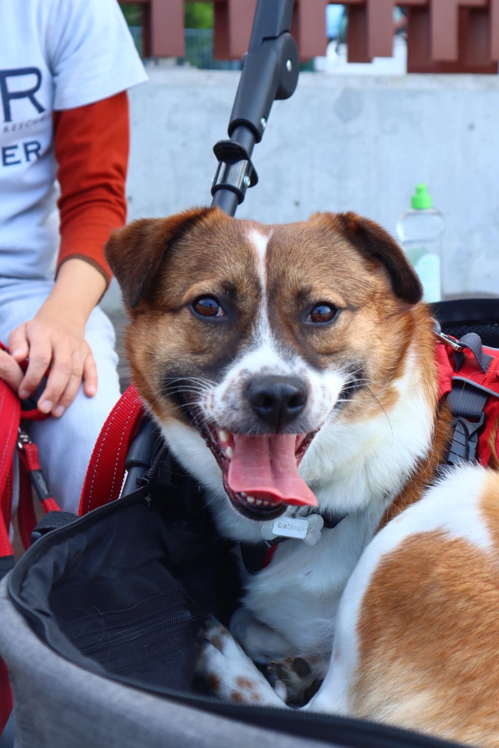 Gallant – Hong Kong Dog Rescue