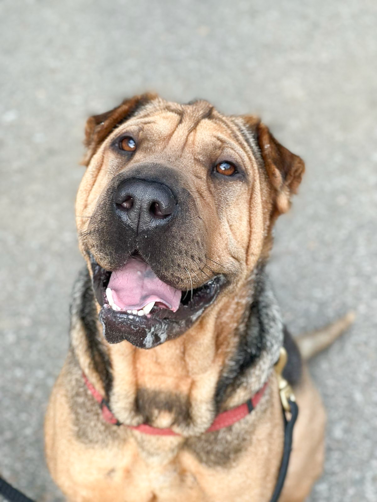 Warren – Hong Kong Dog Rescue