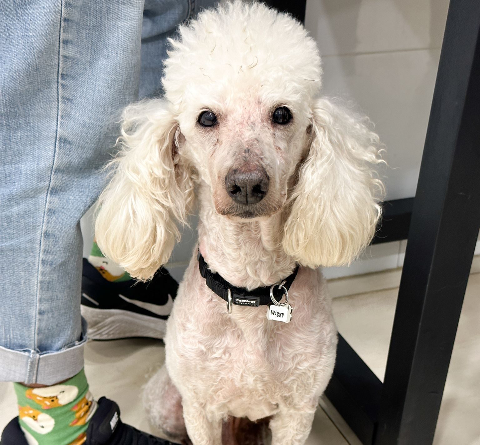 Wiggy – Hong Kong Dog Rescue