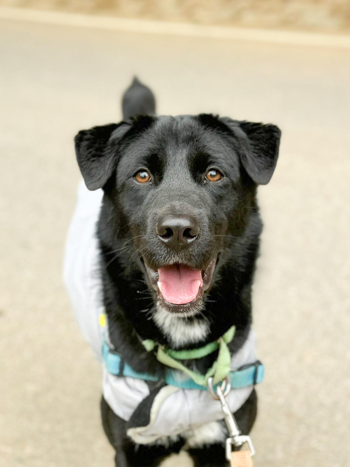 Raven – Hong Kong Dog Rescue