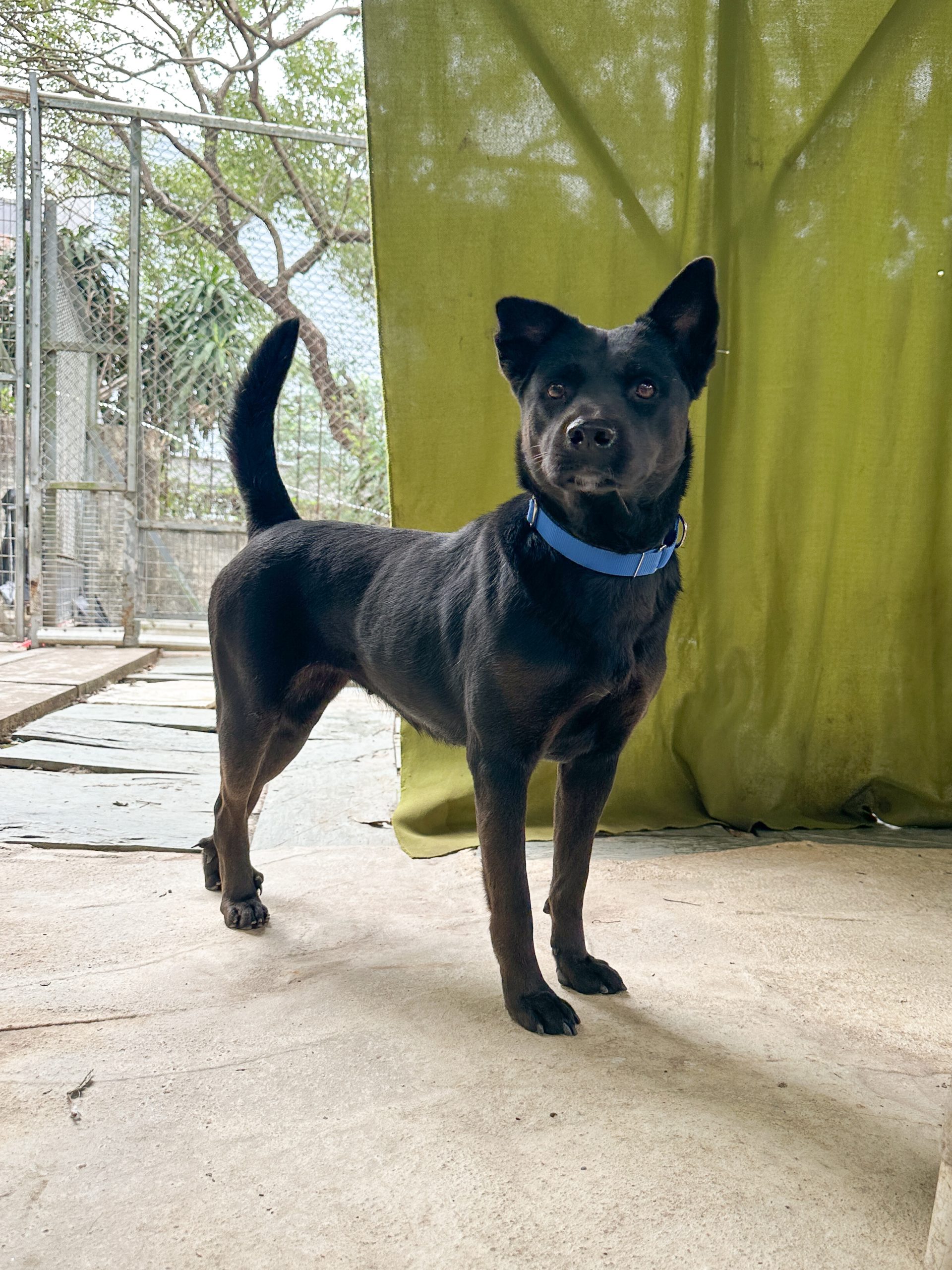 Betty – Hong Kong Dog Rescue