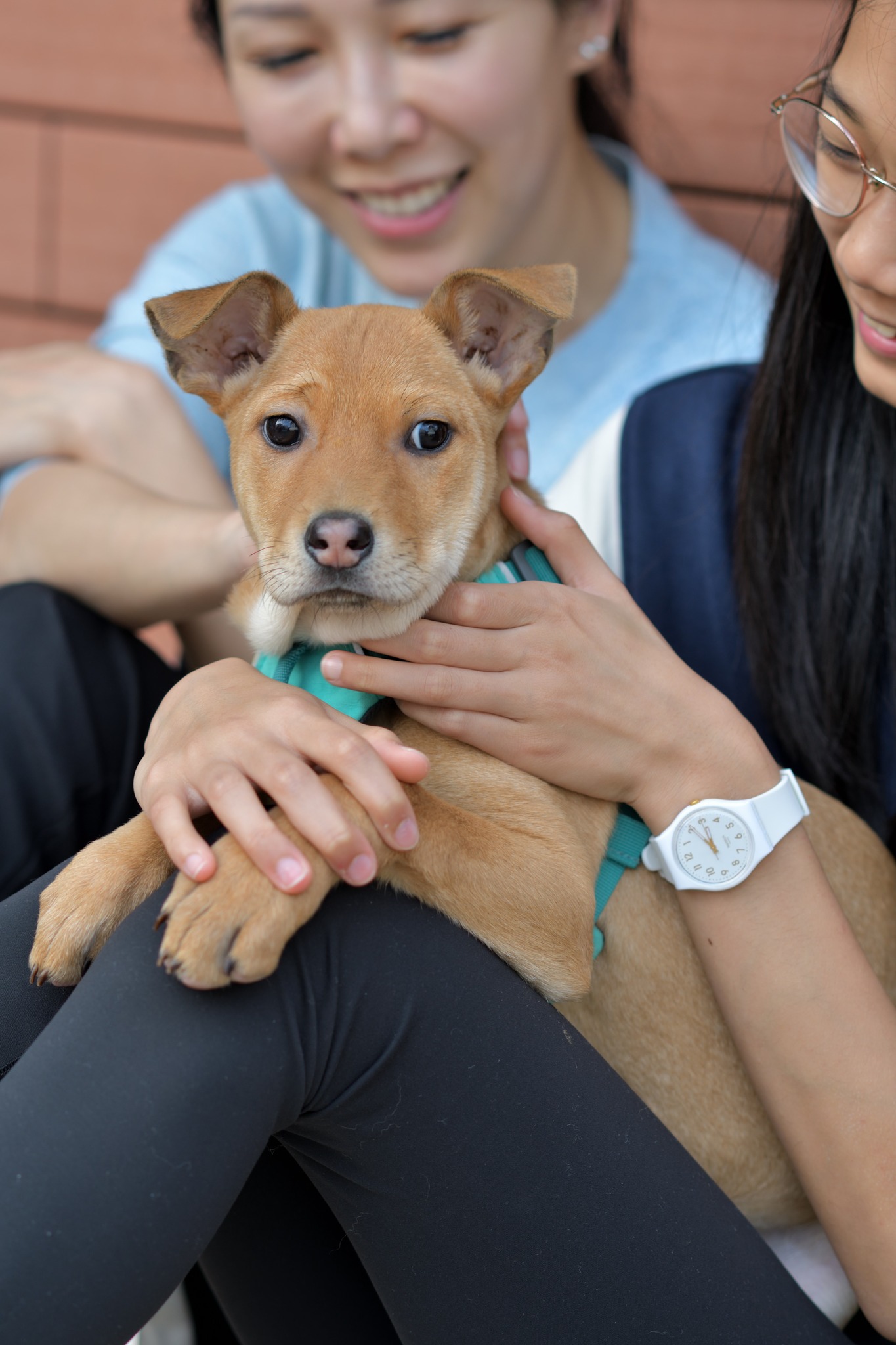 William – Hong Kong Dog Rescue