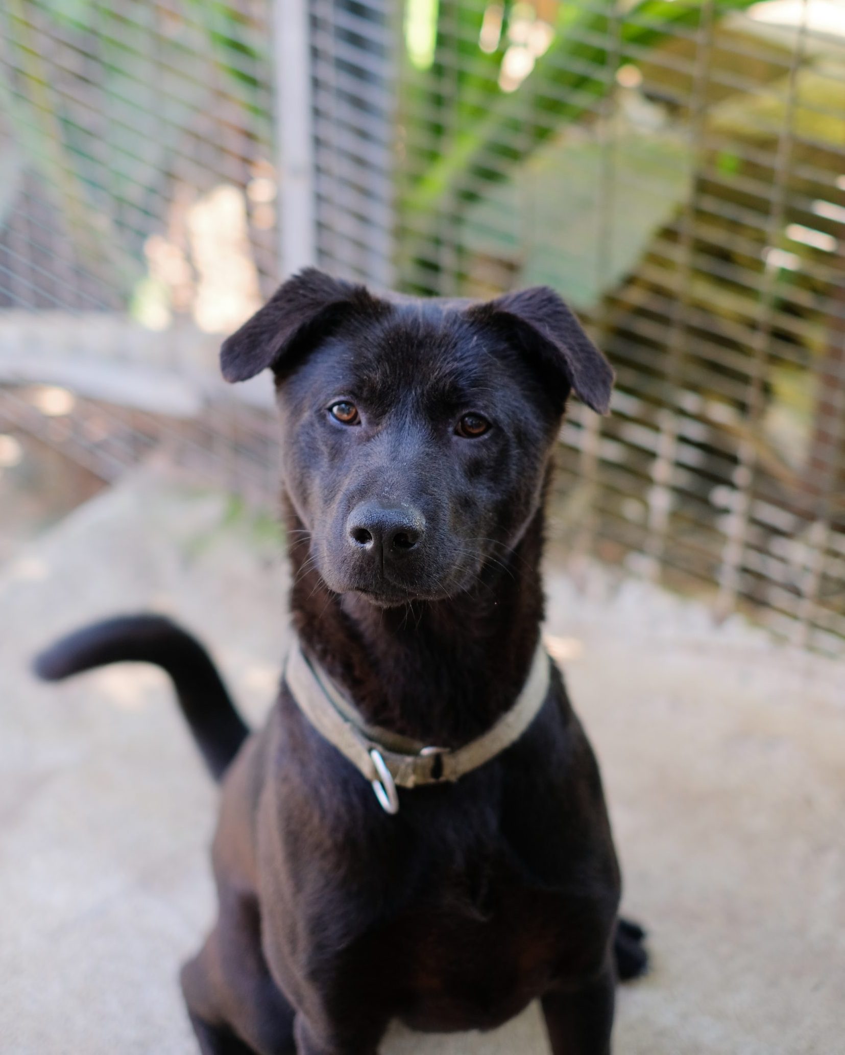 Matty – Hong Kong Dog Rescue