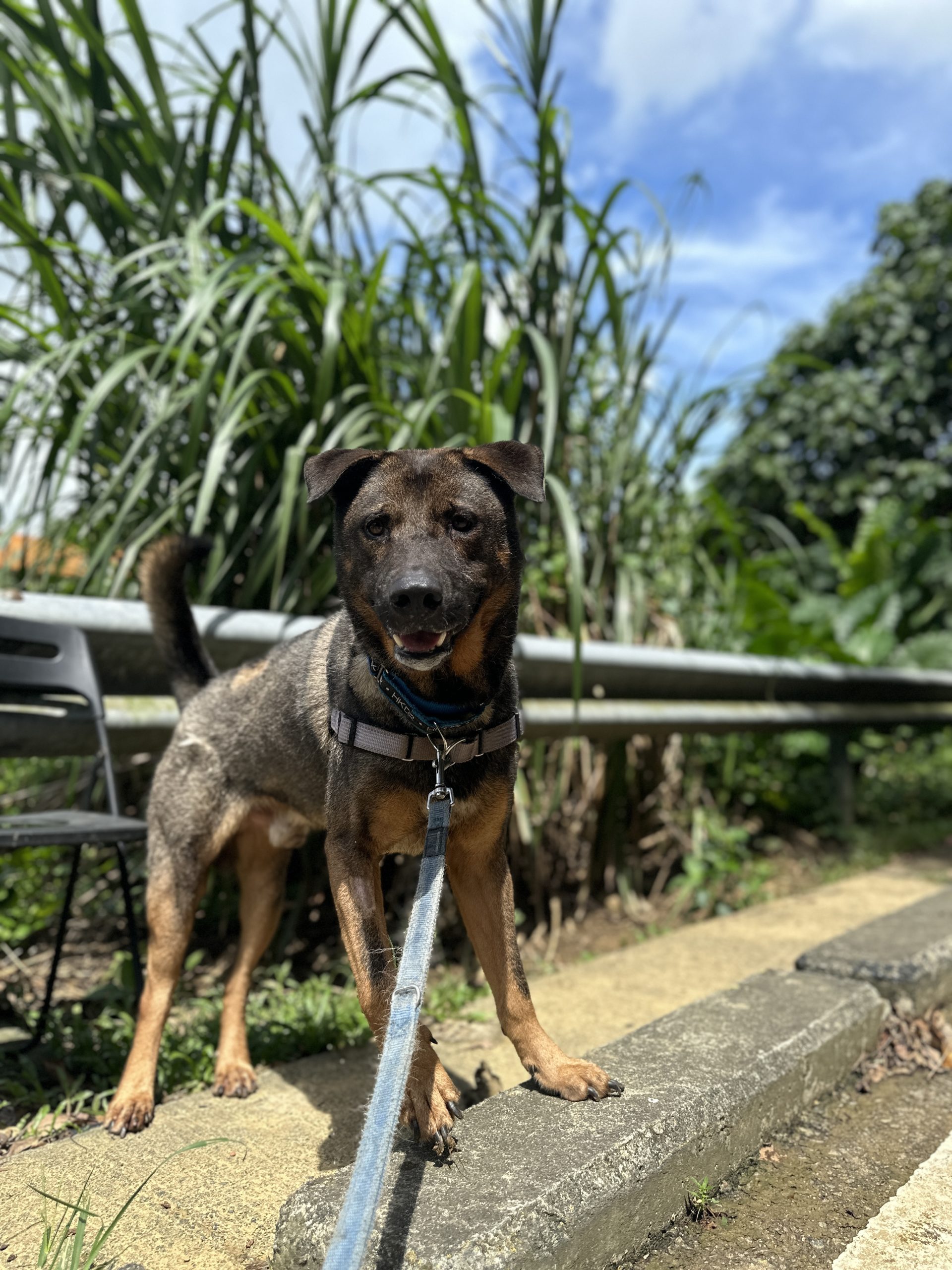 Stone – Hong Kong Dog Rescue