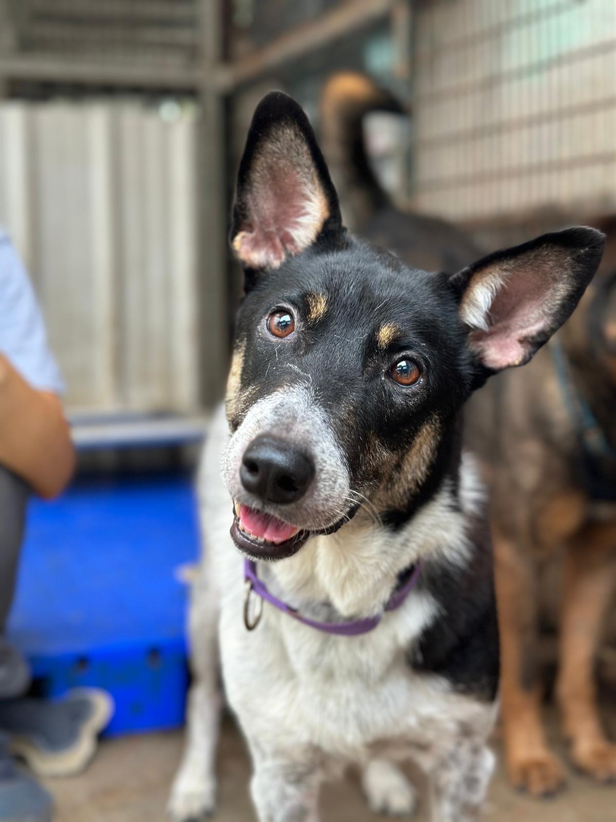 Lala – Hong Kong Dog Rescue