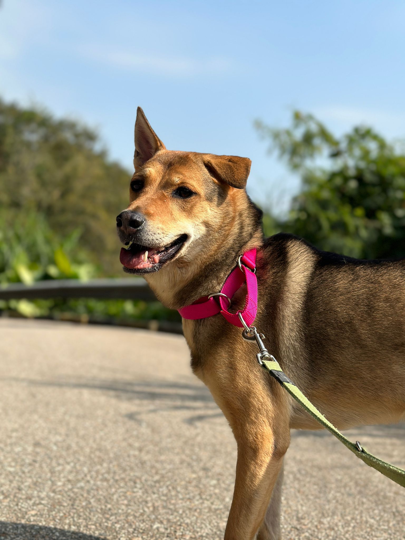 Ruffle – Hong Kong Dog Rescue