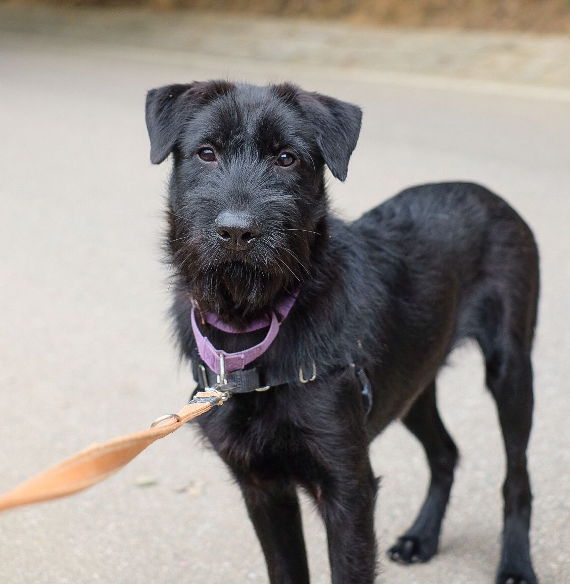 Ronnie – Hong Kong Dog Rescue