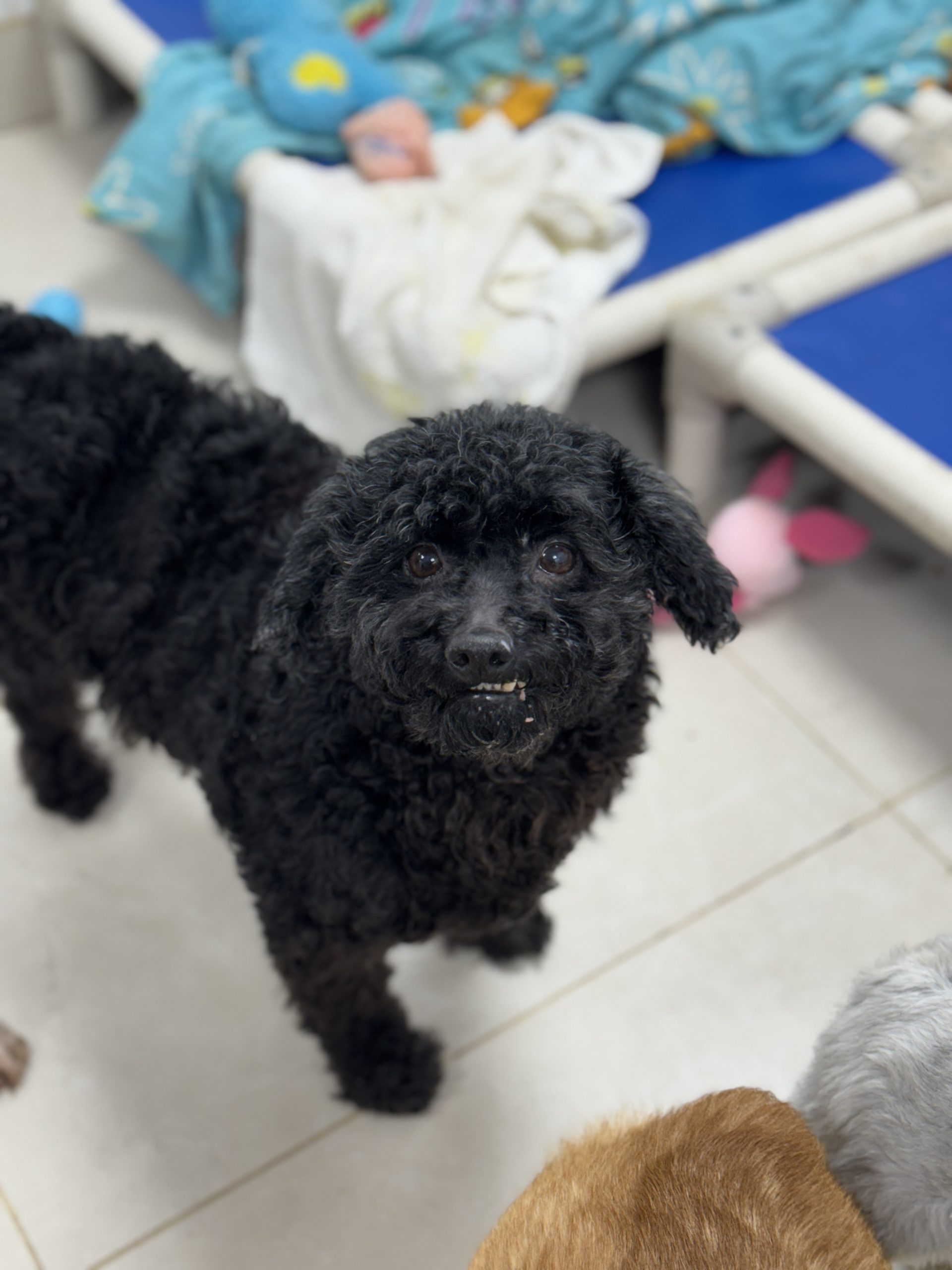 Carson – Hong Kong Dog Rescue