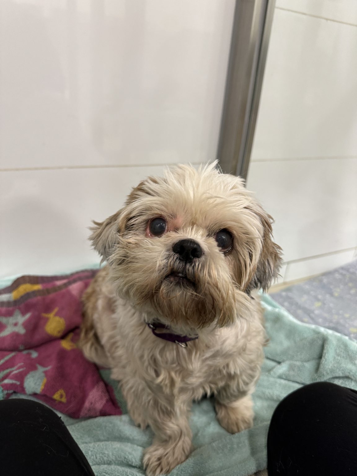 Moko – Hong Kong Dog Rescue