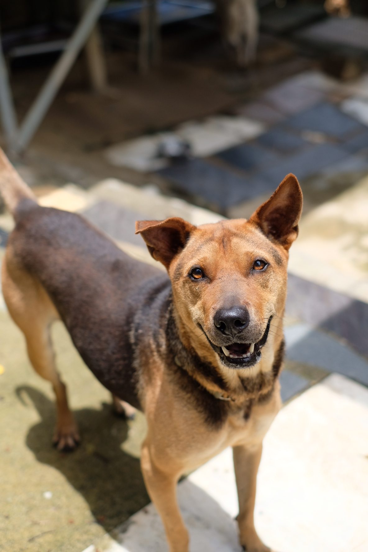 Conrad – Hong Kong Dog Rescue
