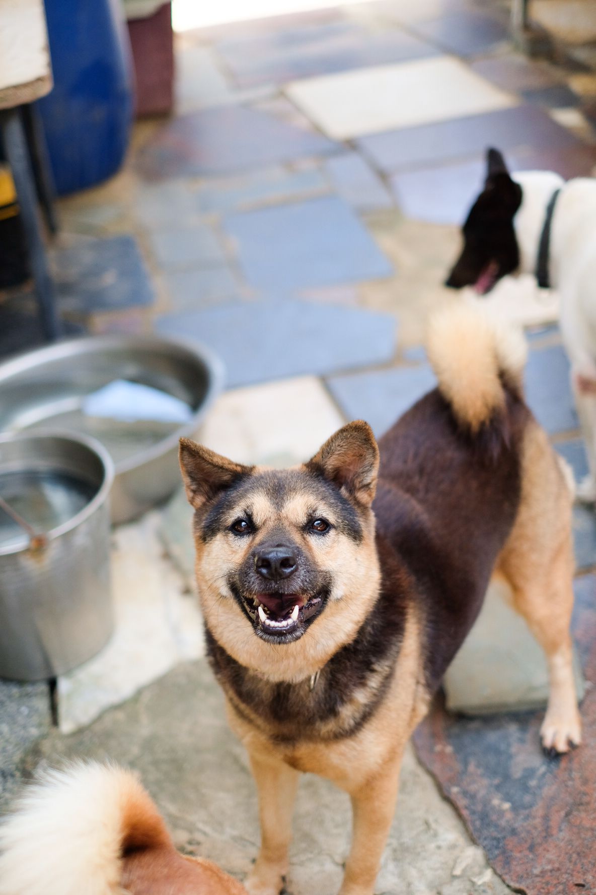 Brie – Hong Kong Dog Rescue