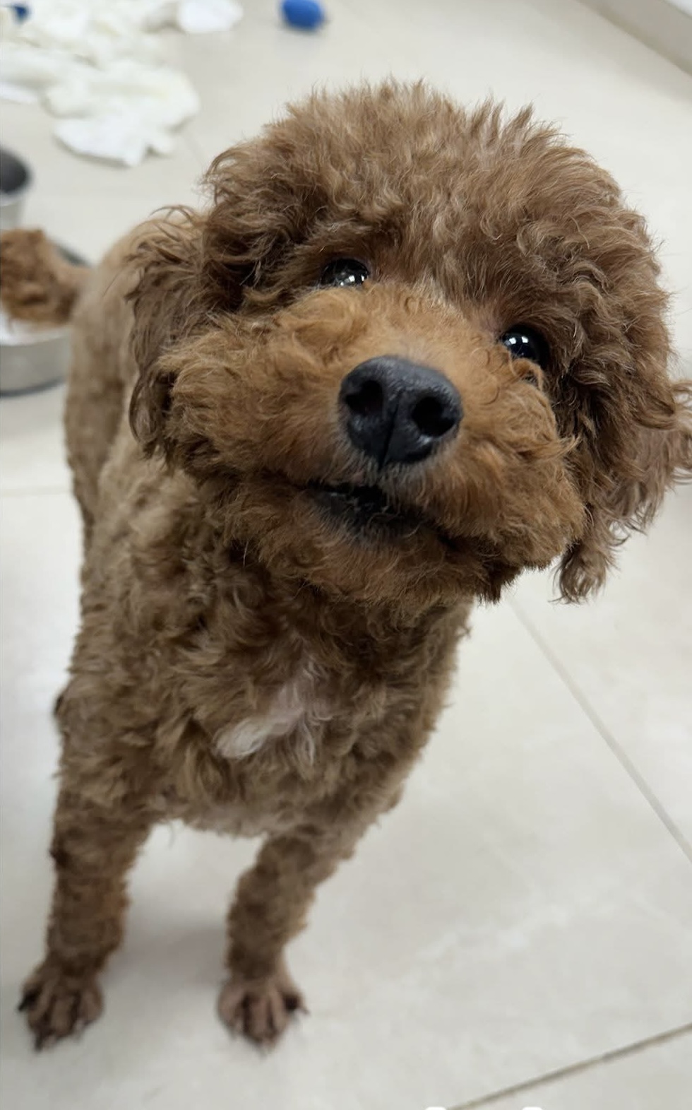 Simon – Hong Kong Dog Rescue