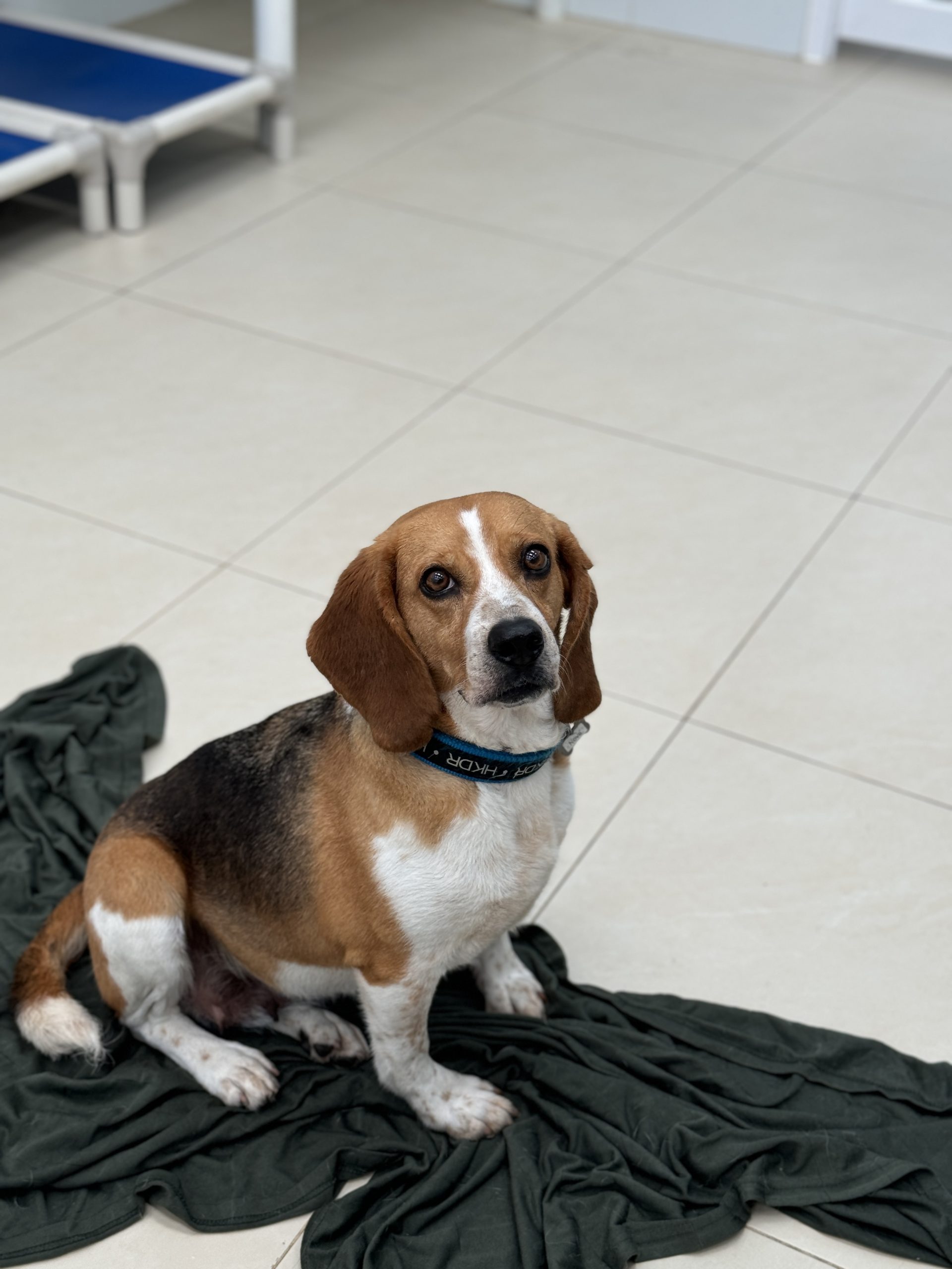 Nova – Hong Kong Dog Rescue