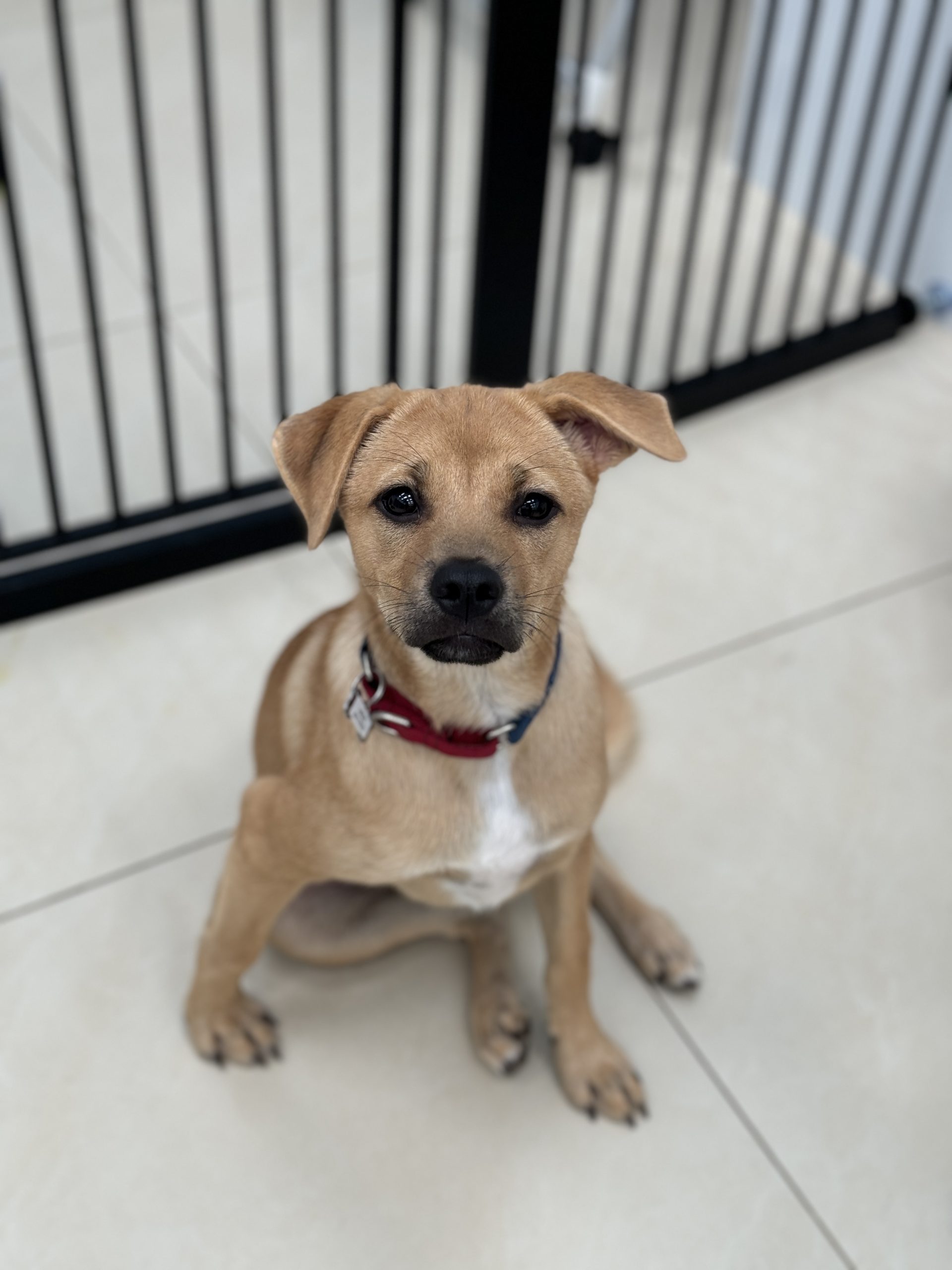 Calypso – Hong Kong Dog Rescue
