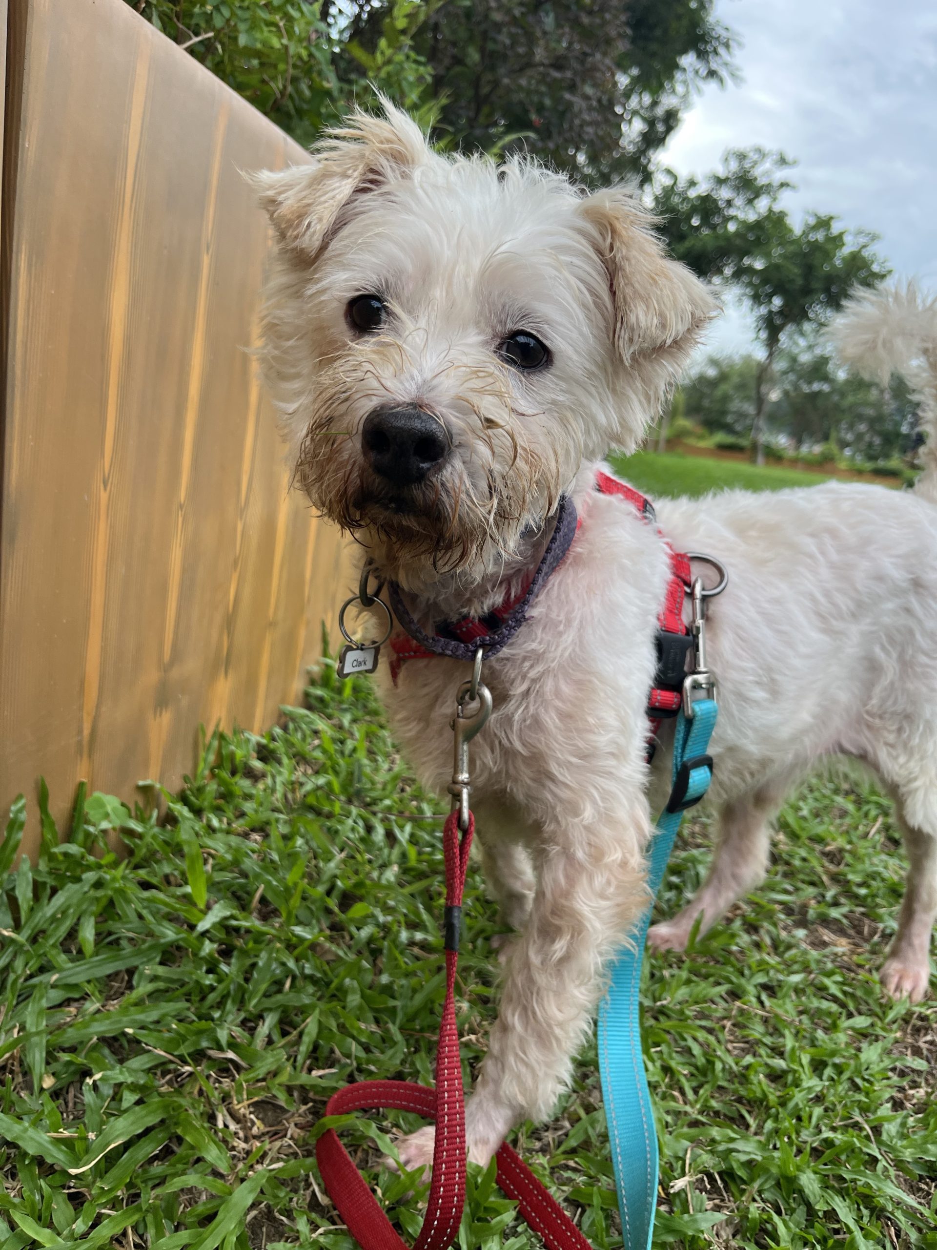 Clark – Hong Kong Dog Rescue