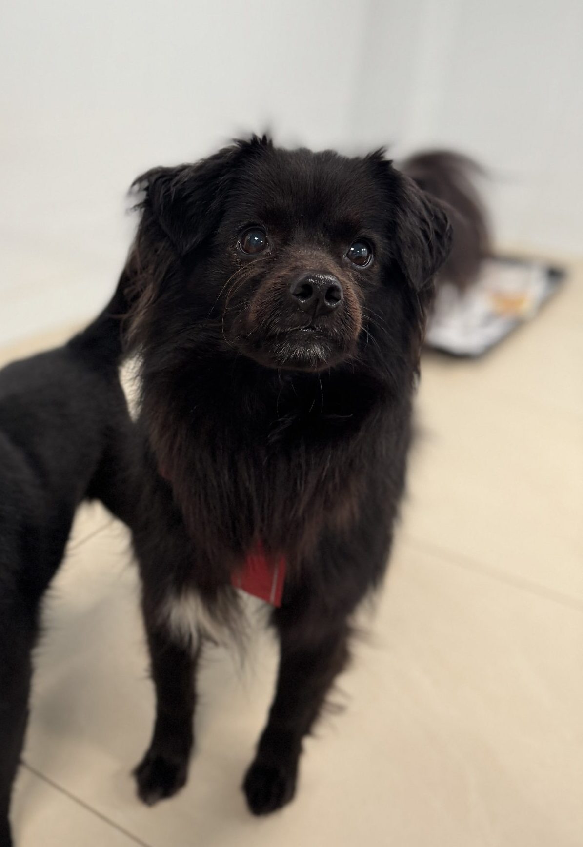 Tempo – Hong Kong Dog Rescue