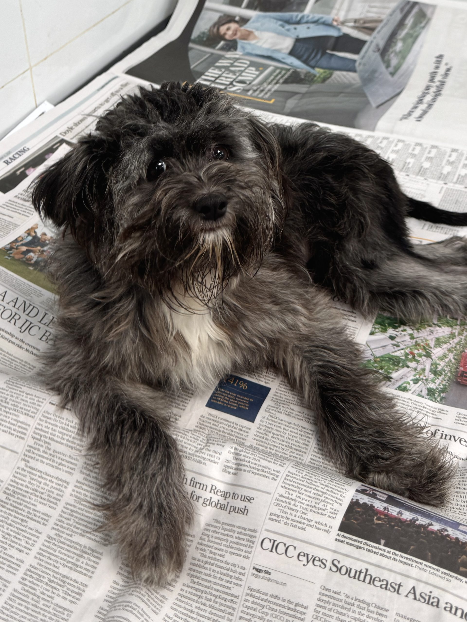 Sienna – Hong Kong Dog Rescue